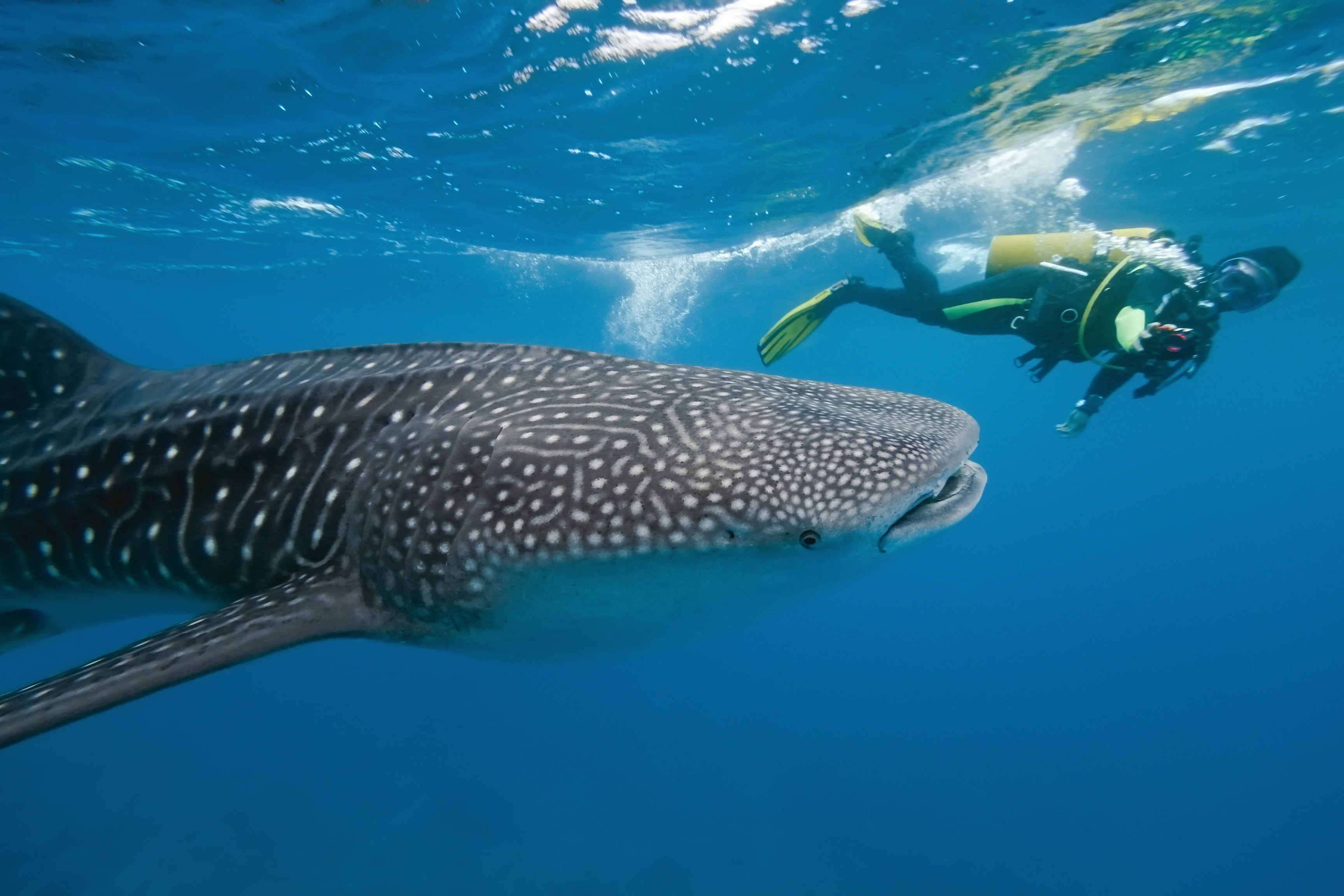 Highland Dunes Whale Shark and Underwater Photographer - Wrapped Canvas ...