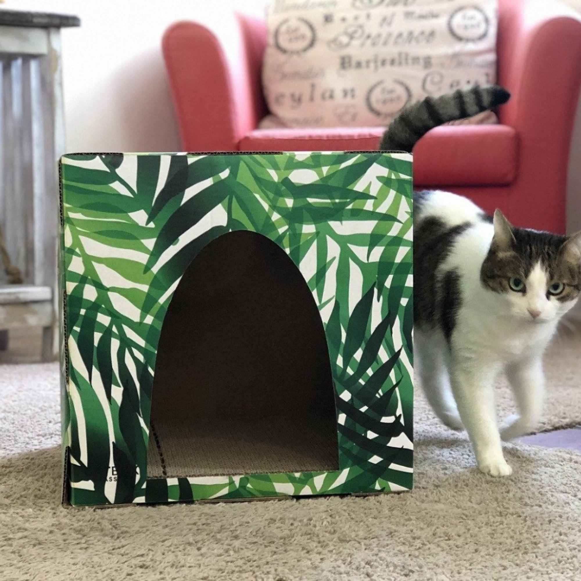 Cat Box Classics Kitty Jungle Cardboard Cat House with Replaceable ...