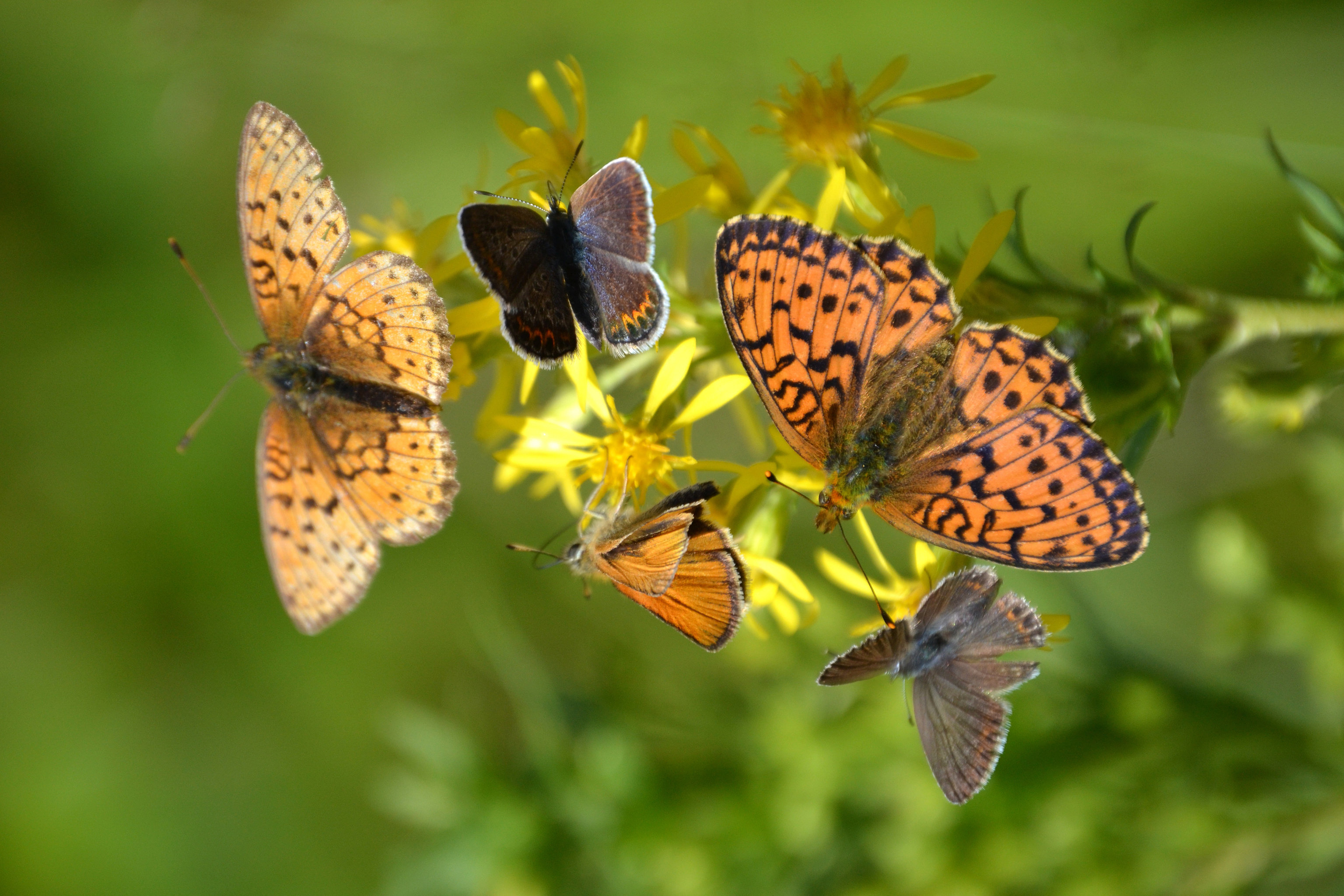 Gracie Oaks Embrie Butterflies On Canvas by Aniriki Photograph | Wayfair