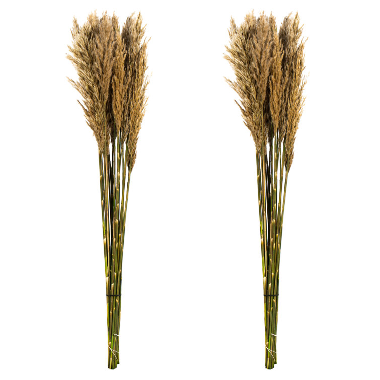 36" Plume Reed Bundle, (30-40 stems), Preserved & Reviews | Birch Lane