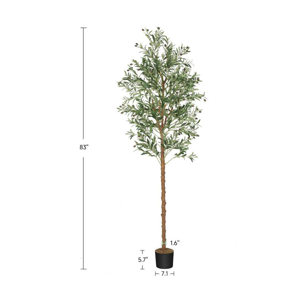 ZACOO Live Olive Tree Plant | Wayfair