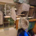 Tucker Murphy Pet™ 58" Bybee Cat Tree or Condo & Reviews | Wayfair