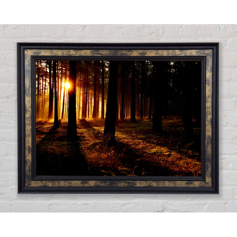 Bright Star Woodland Sun Blaze - Single Picture Frame Art Prints ...