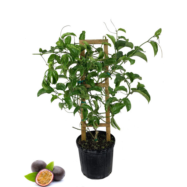 Wekiva Foliage LLC Passion Fruit Plant - Live Plants in a 3 Gallon Pot ...