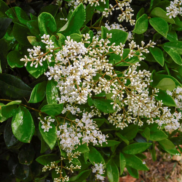 Plants by Mail 2.5 Quart Wavy Leaf Ligustrum Recurvifolia - Flowering ...