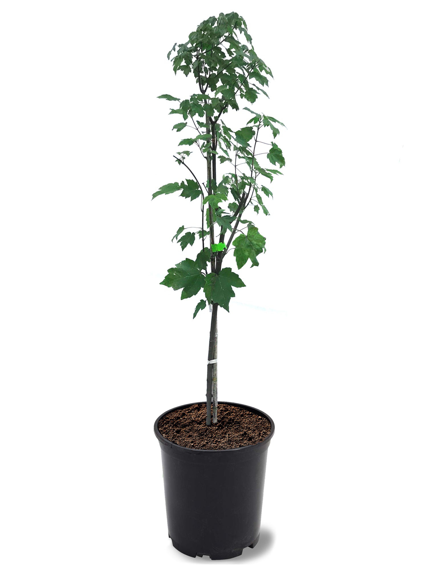 American Plant Exchange Shade Trees Live Maple Red Tree, 1-Gallon Pot ...