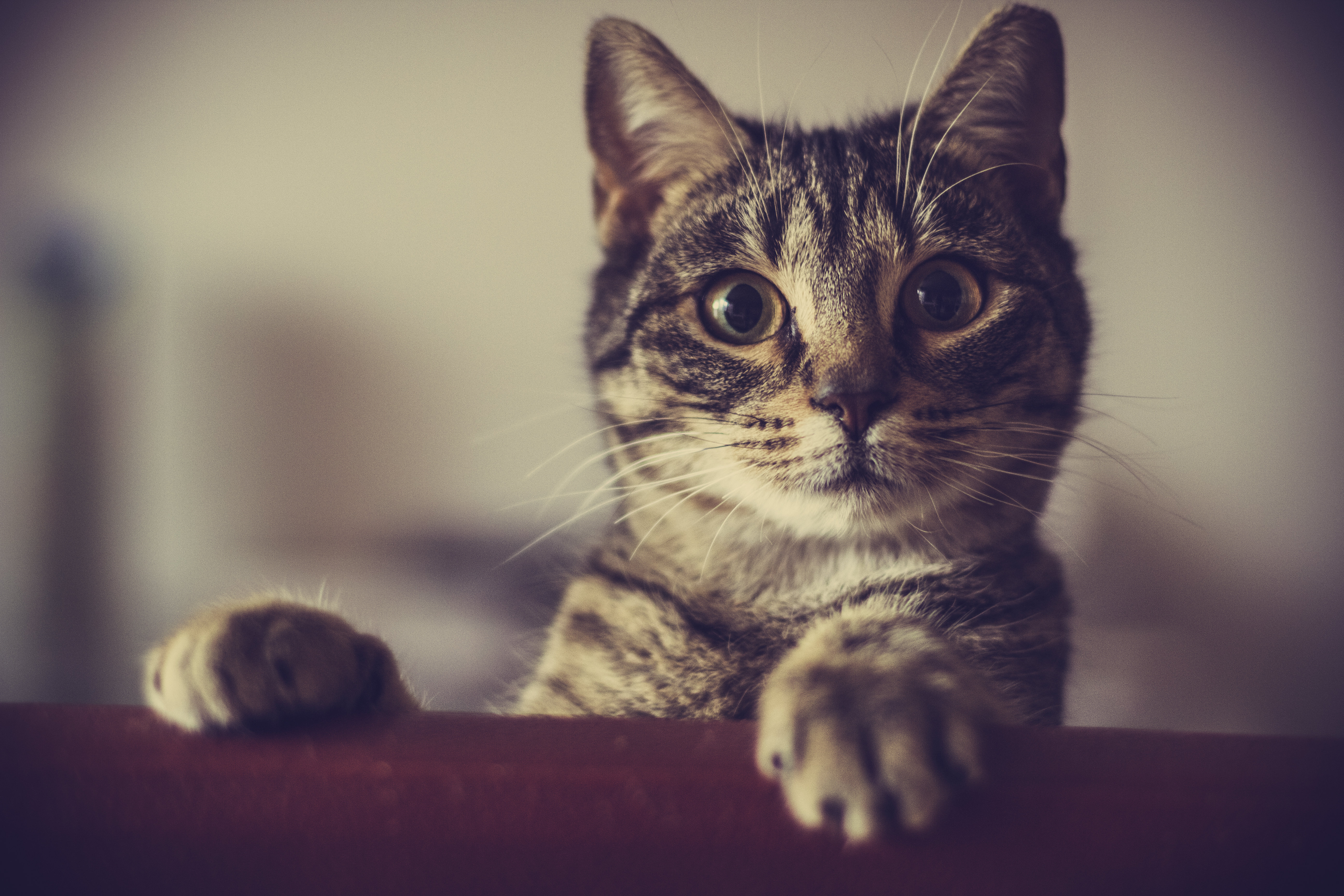 Ebern Designs Curious Cat by Monikabatich | Wayfair