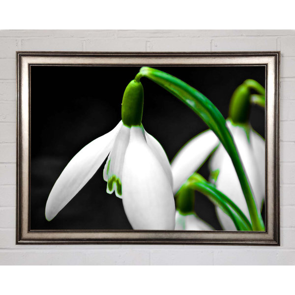 Brayden Studio Snowdrop Flower - Single Picture Frame Art Prints ...
