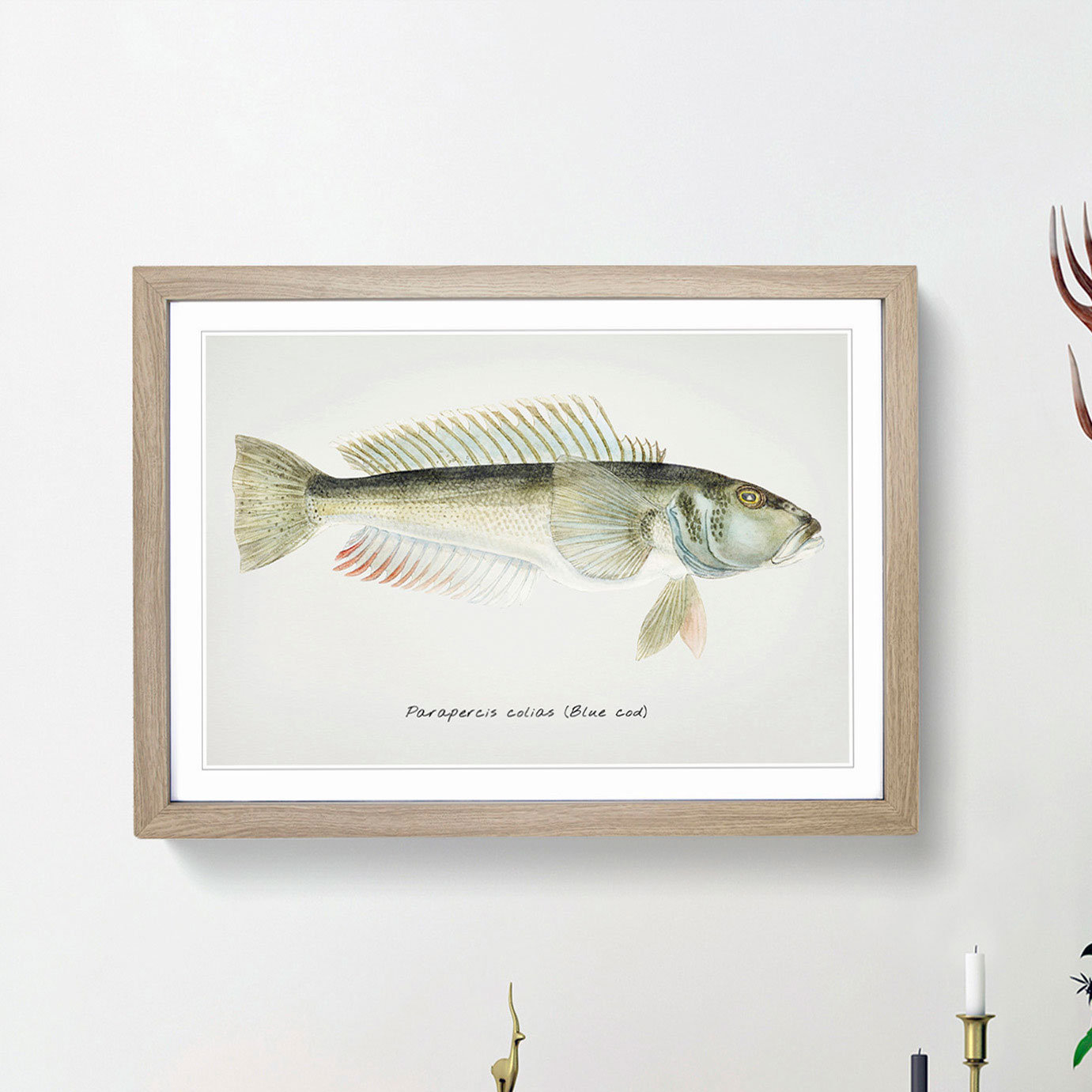 East Urban Home Illustration of a Blue Cod Fish by F.E. Clarke ...