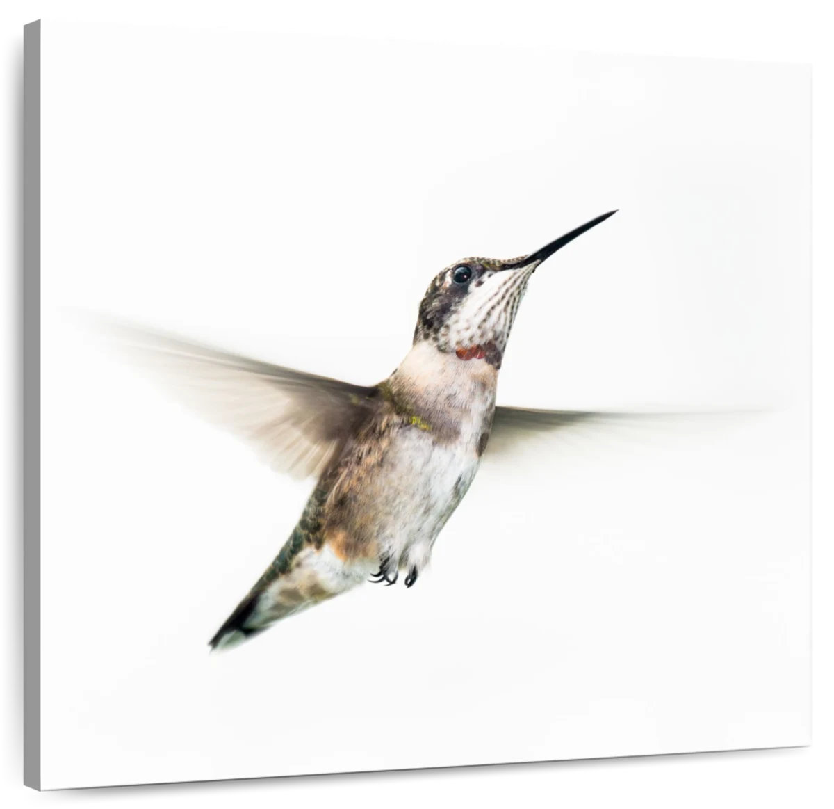 Ebern Designs Crowle Little Hummingbird | Wayfair