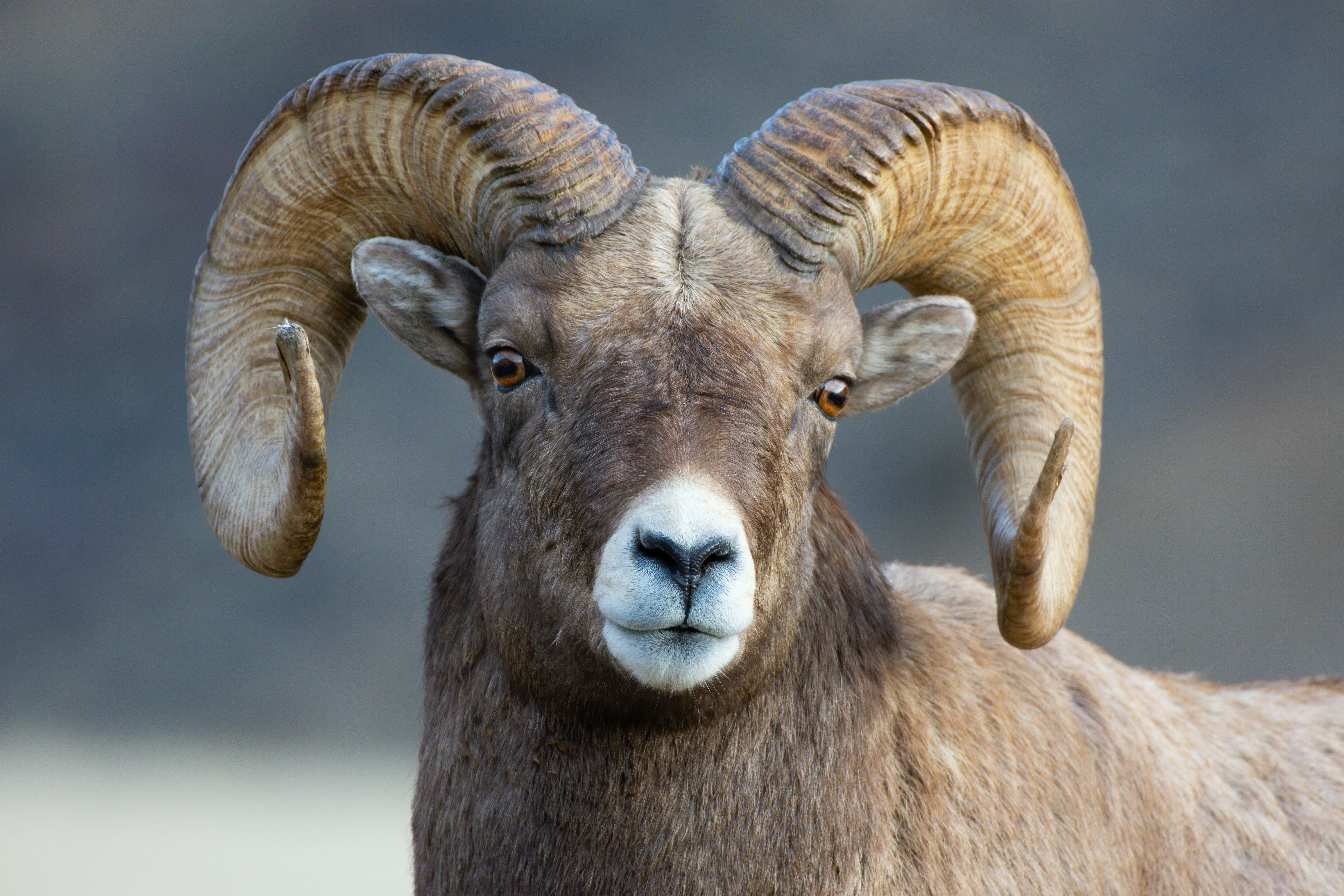 Union Rustic Joselynn Bighorn Sheep Portrait - Wrapped Canvas ...