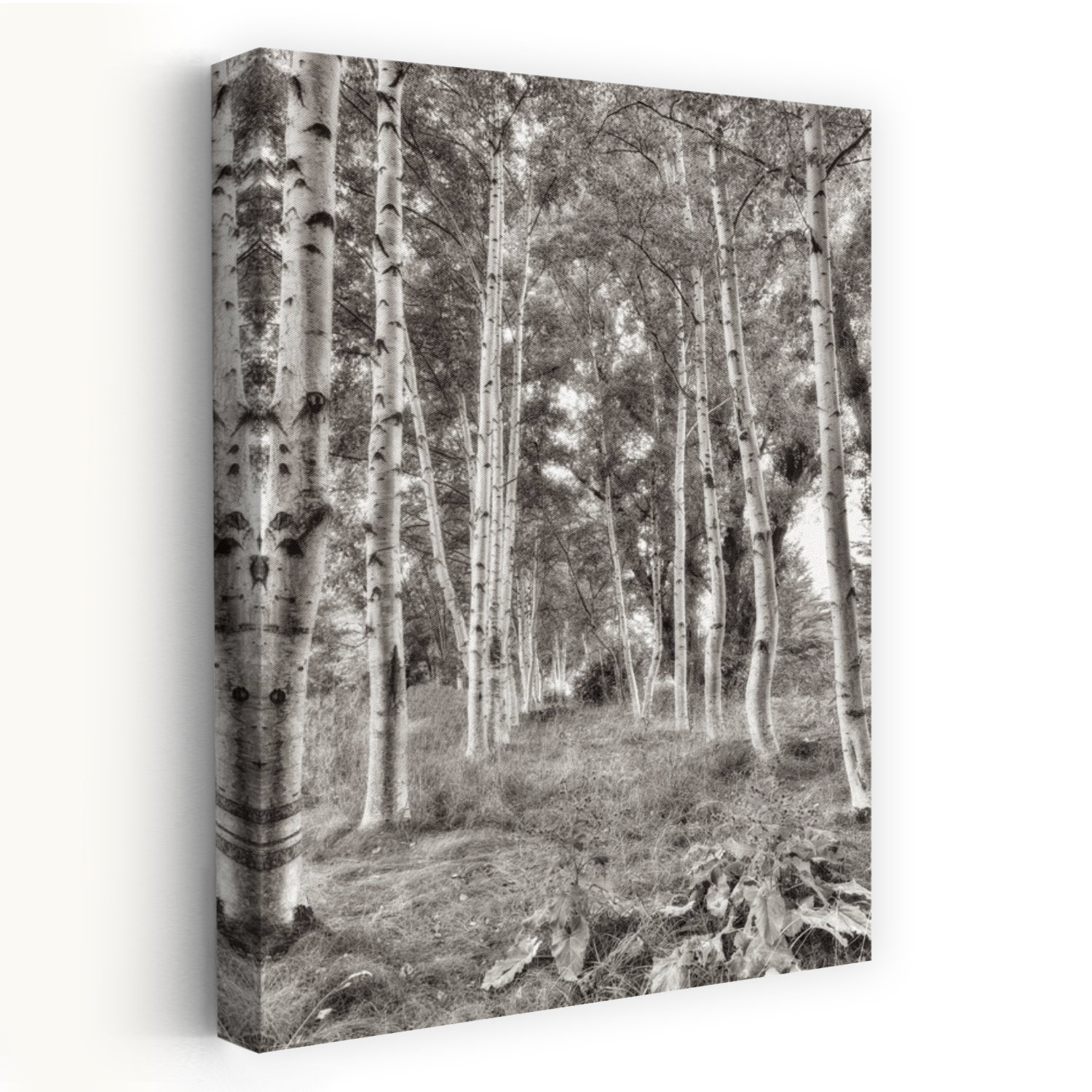 Union Rustic Birch Trees No.3 - Landscapes Photography Trees Art | Wayfair