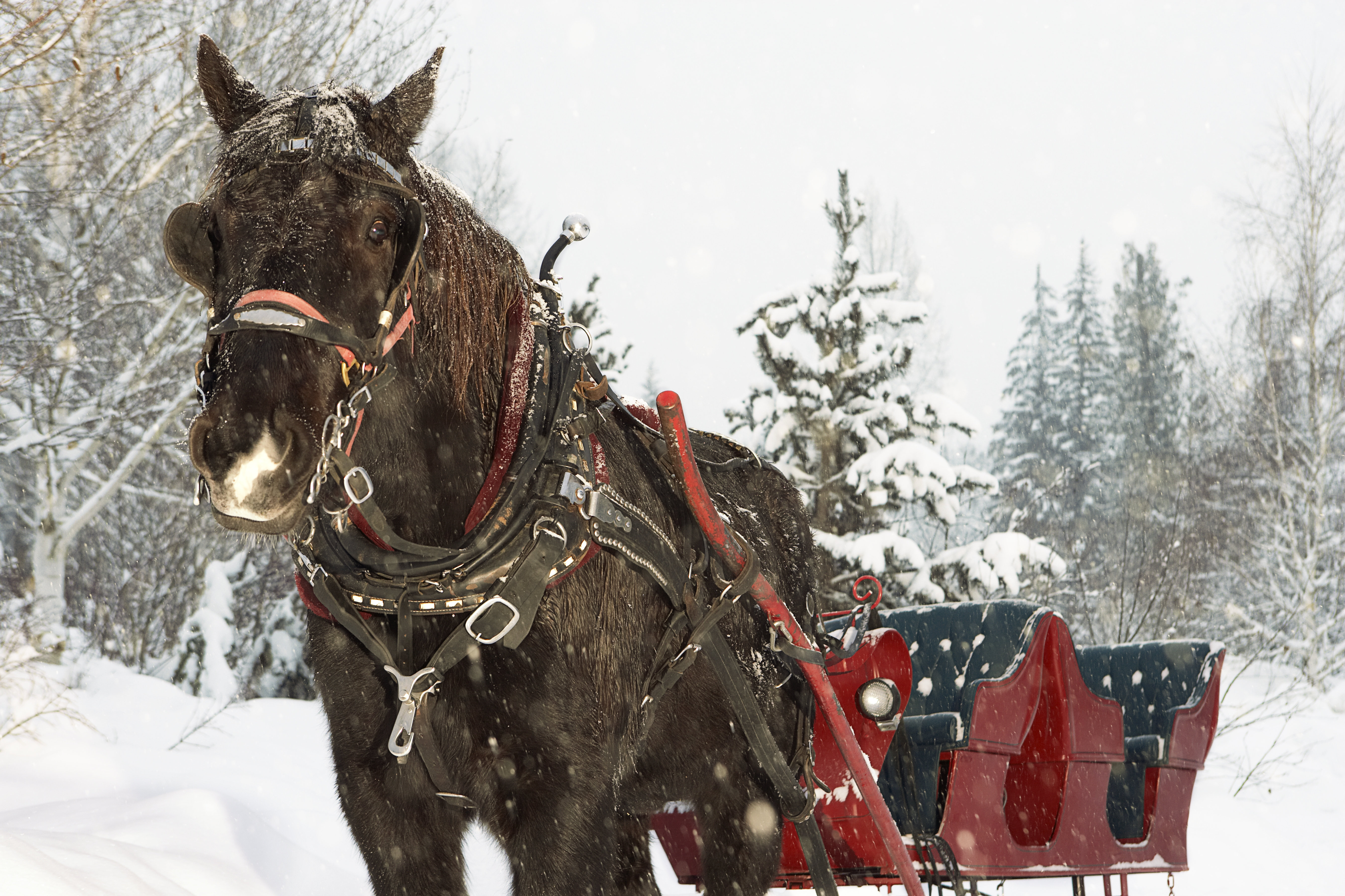 Millwood Pines Horse Drawn Sleigh in Snow by Fangxianuo | Wayfair
