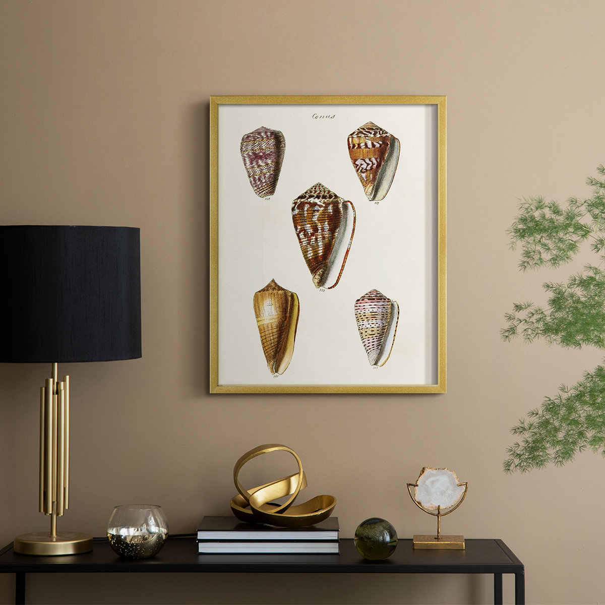Highland Dunes Cone Shell Collection VI Framed Print - Solid Wood | Wayfair