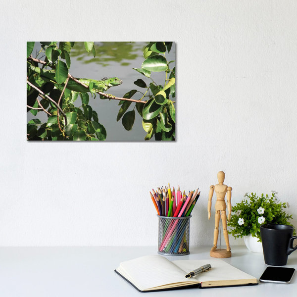 Ebern Designs Young Iguana by Brian Wolf - Wrapped Canvas Photograph ...