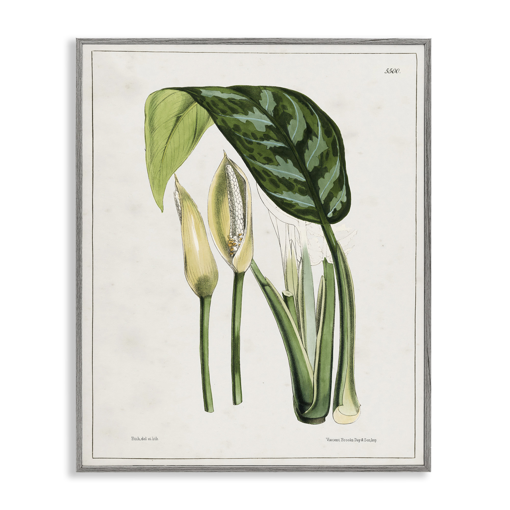 Ebern Designs Pond Plant Study Giclee Art by Tina Higgins Designs, Inc ...