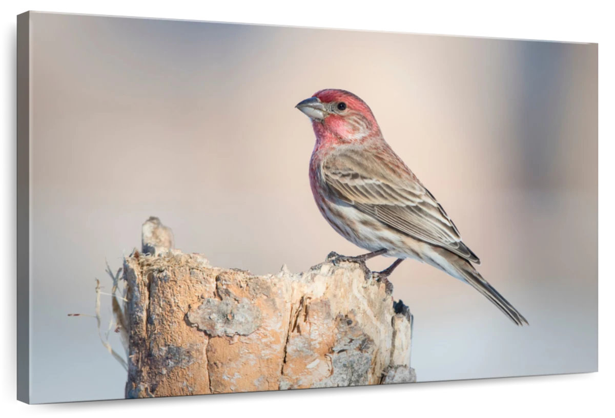 Ebern Designs Crowle House Finch Bird - Wayfair Canada