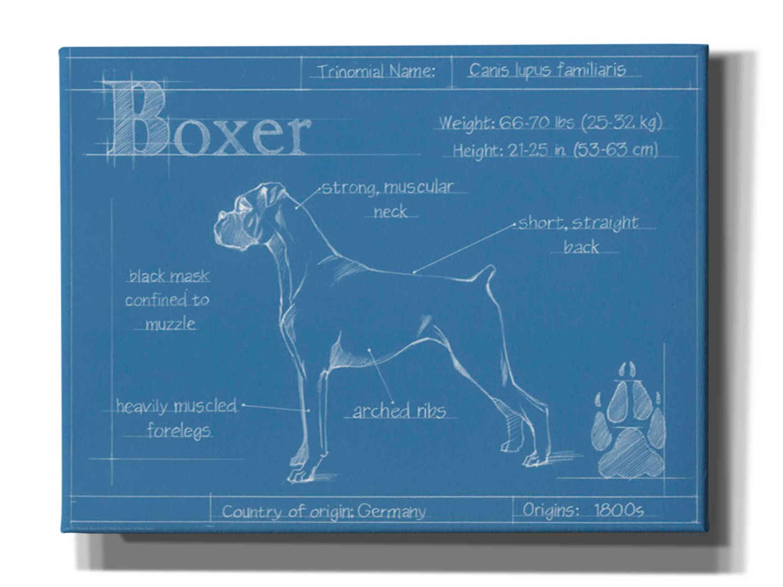 Winston Porter Blueprint Boxer - Wrapped Canvas Graphic Art Print | Wayfair
