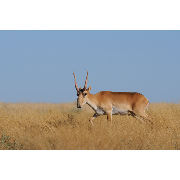 Millwood Pines Wild Male Saiga Antelope - Wayfair Canada