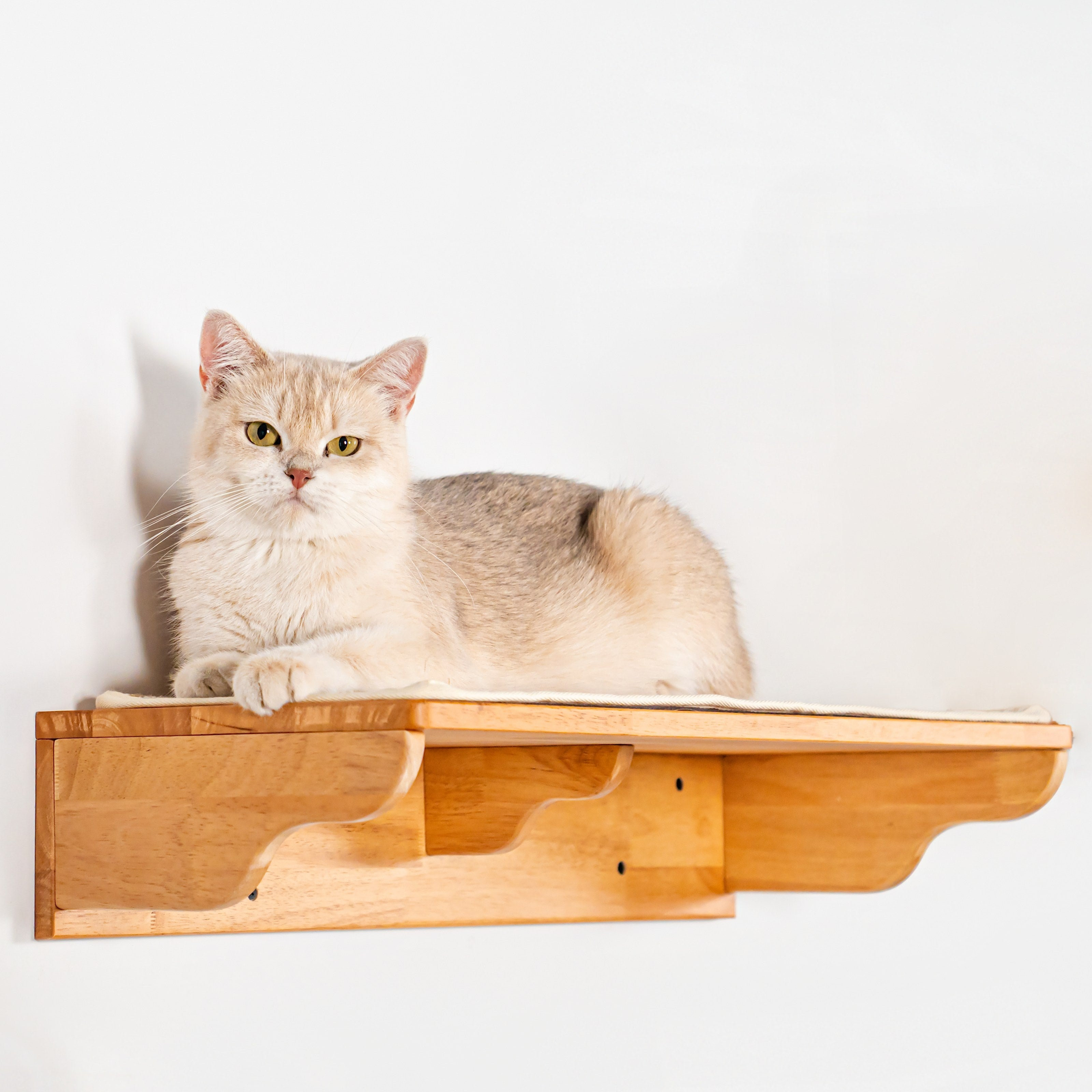Archie & Oscar™ Cat Wall Steps, Cat Walks, Cat Ladder, Cat Wall Shelf ...