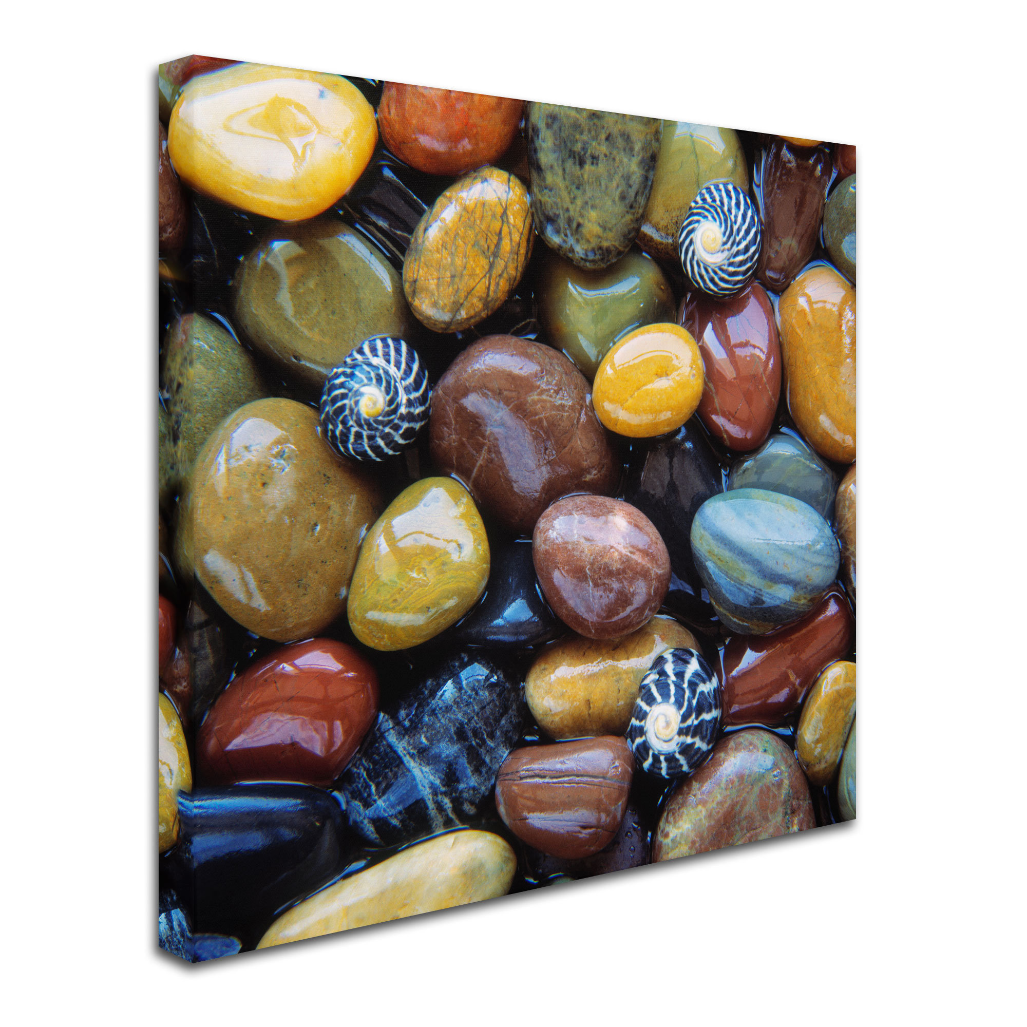 Highland Dunes Shells & Pebbles by David Evans - Photograph Print on ...