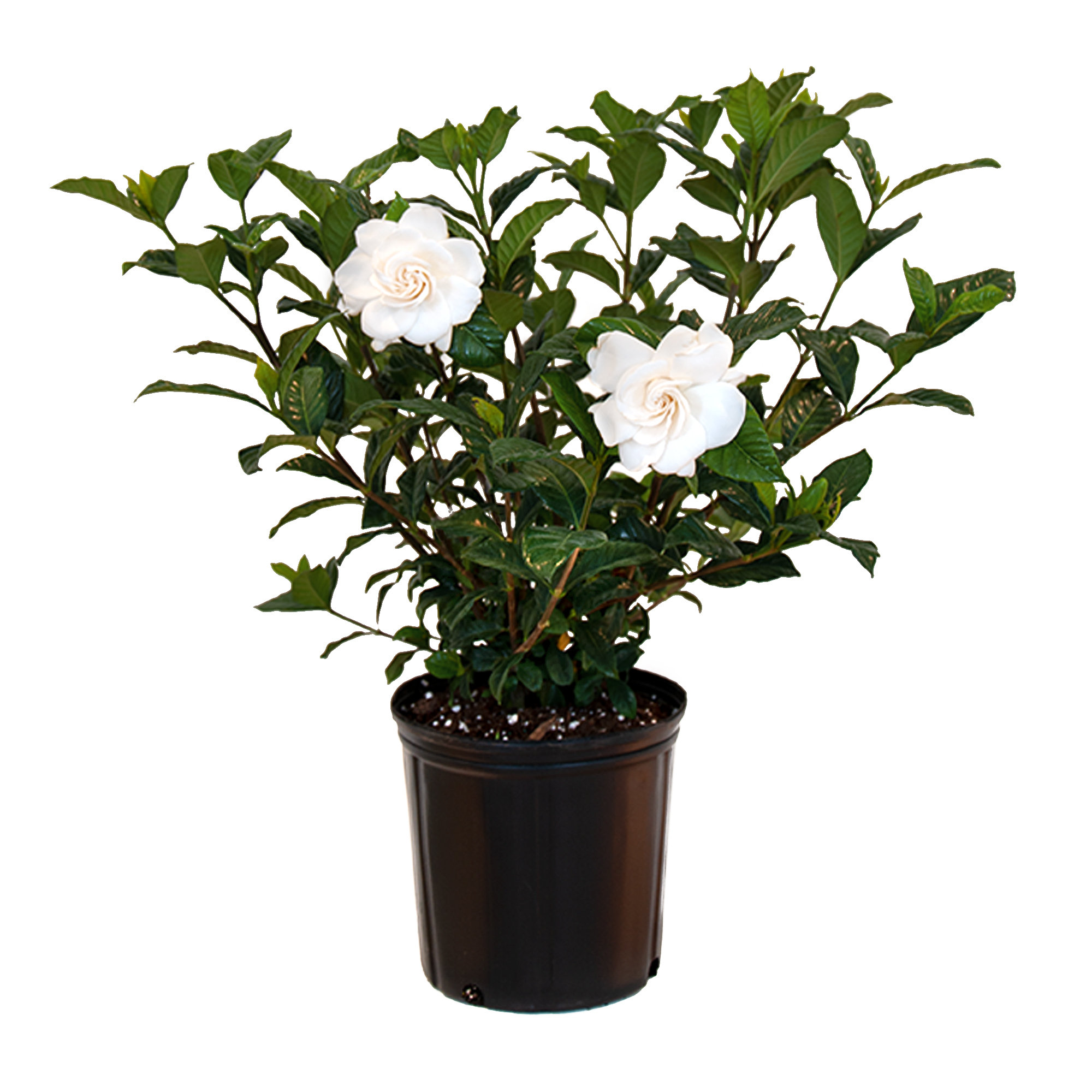 United Nursery Aimee Gardenia Standard Live Outdoor Plant In 9.25 Inch ...
