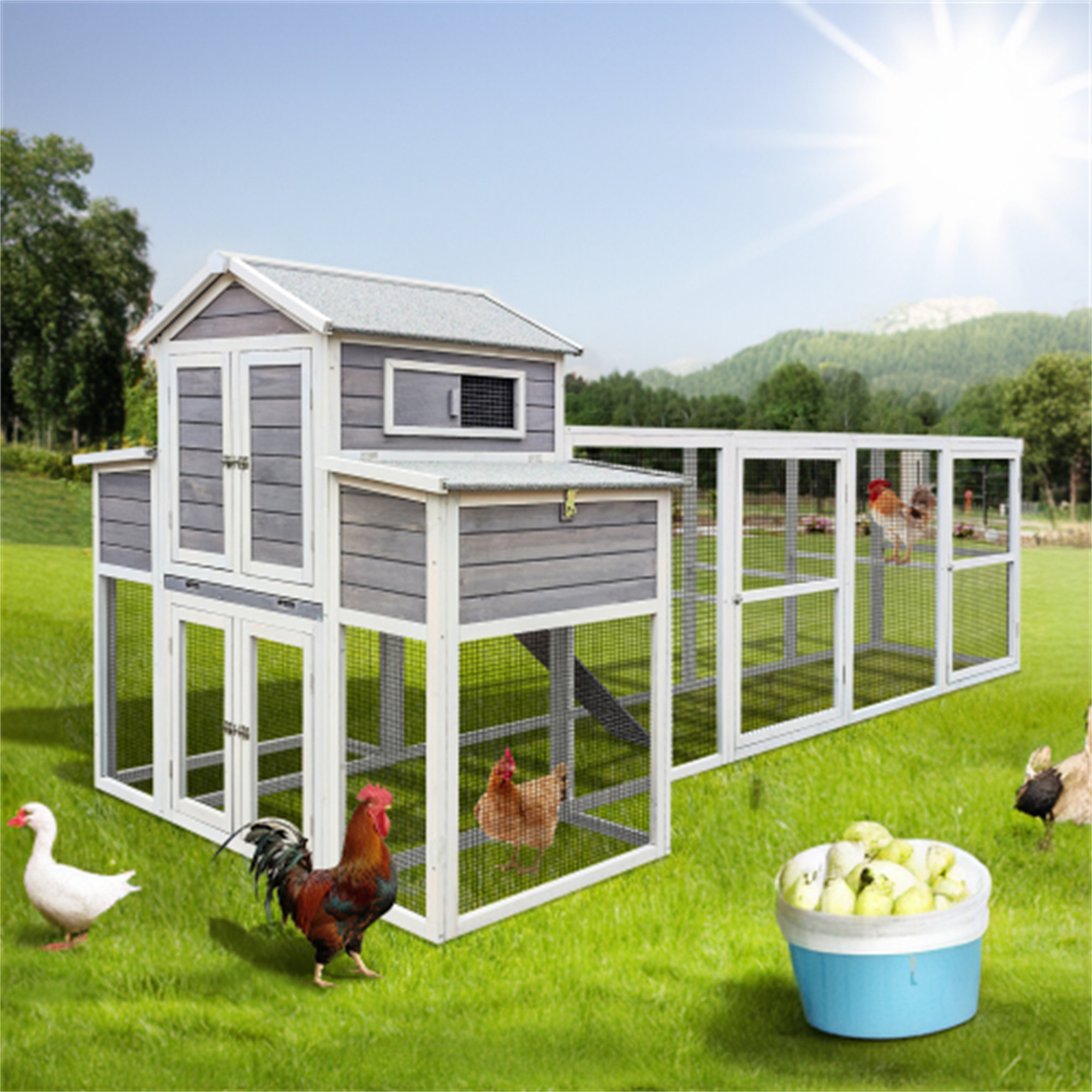 Tucker Murphy Pet™ Endrick 60.9 Square Feet Chicken Coop with Chicken ...