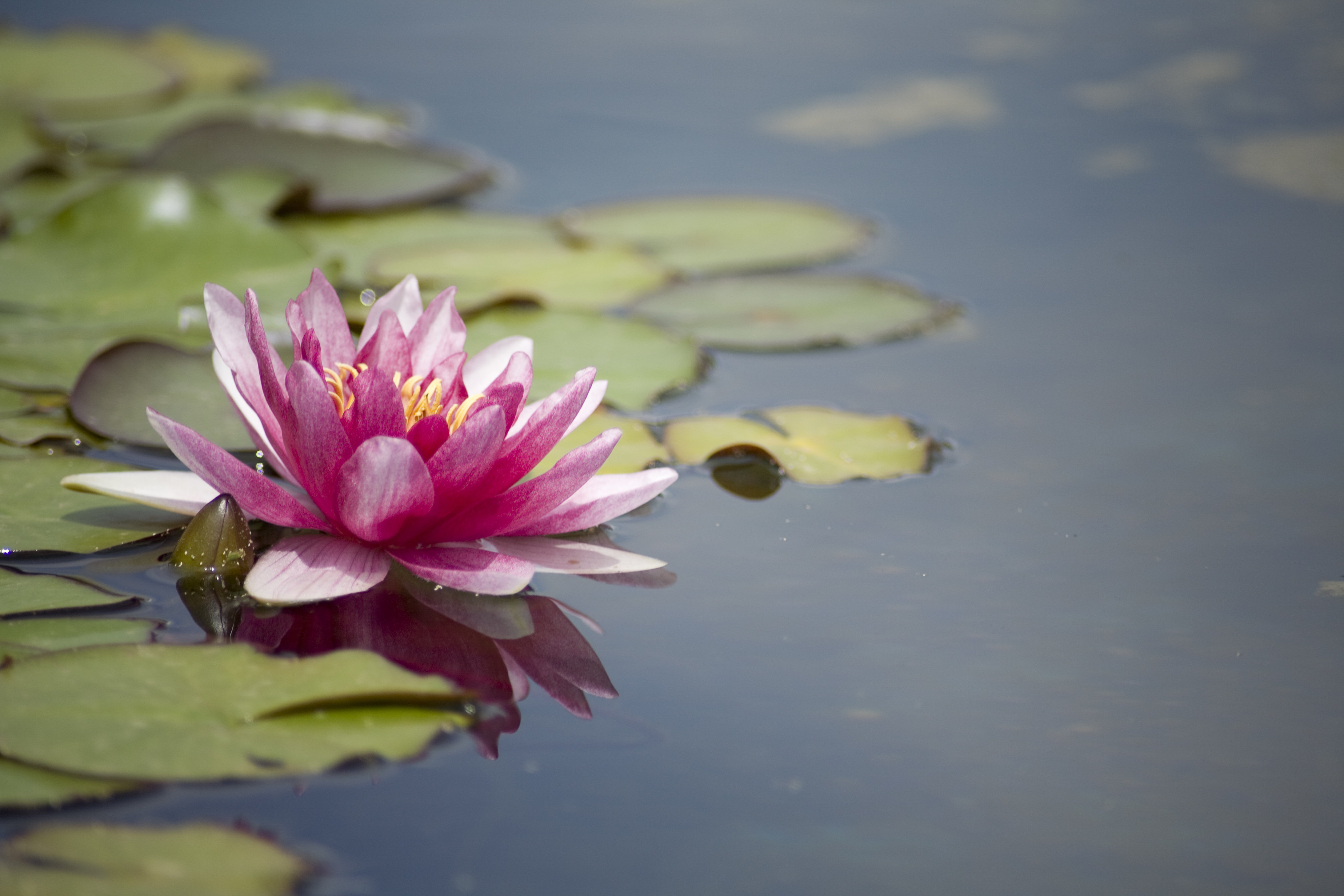 Ebern Designs Water Lily by Nieves Mares Pagan | Wayfair