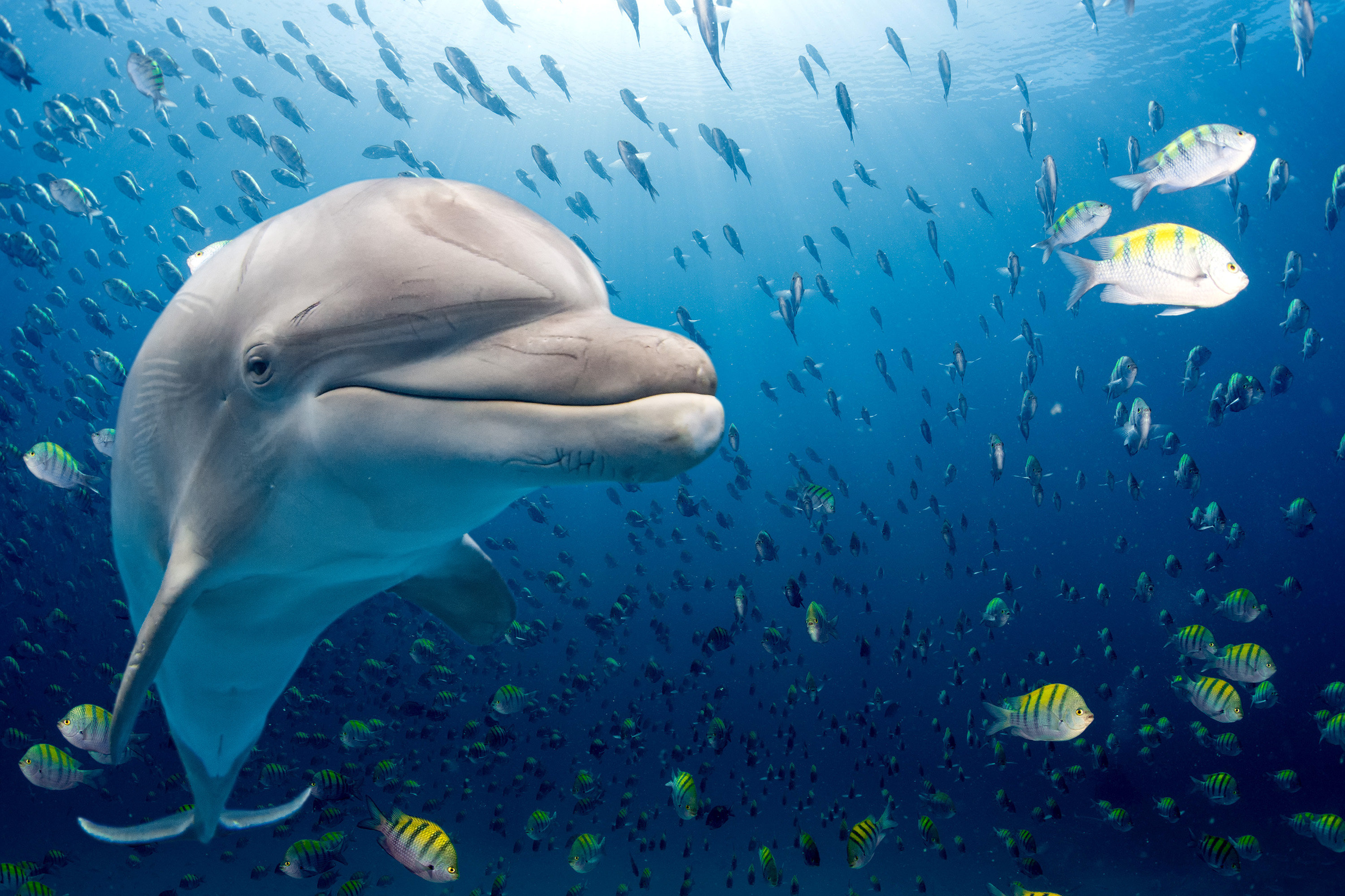 House of Hampton Dolphin Underwater | Wayfair.co.uk