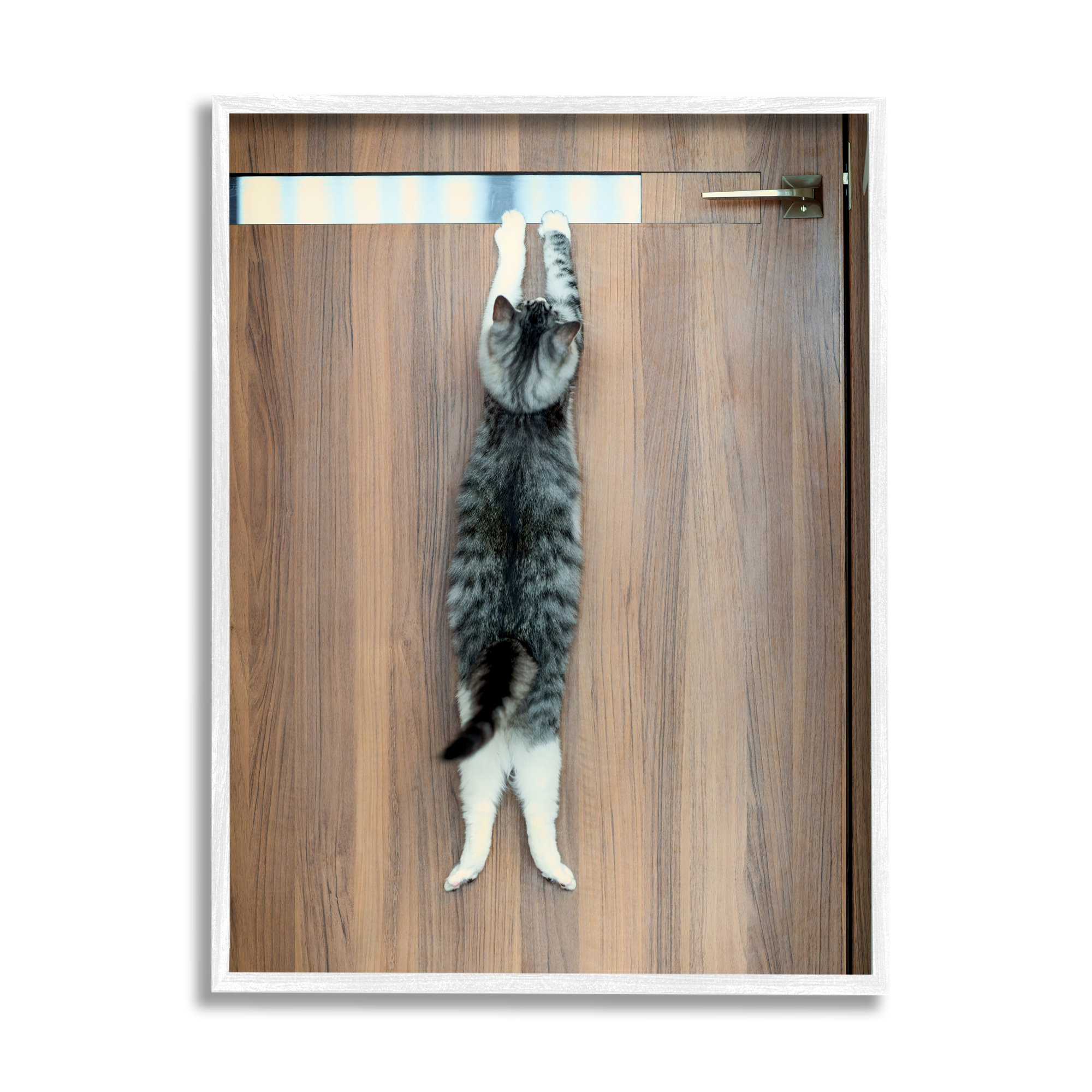 Stupell Industries Ba-361-Framed Desperate Cat Escaping Framed On Wood ...