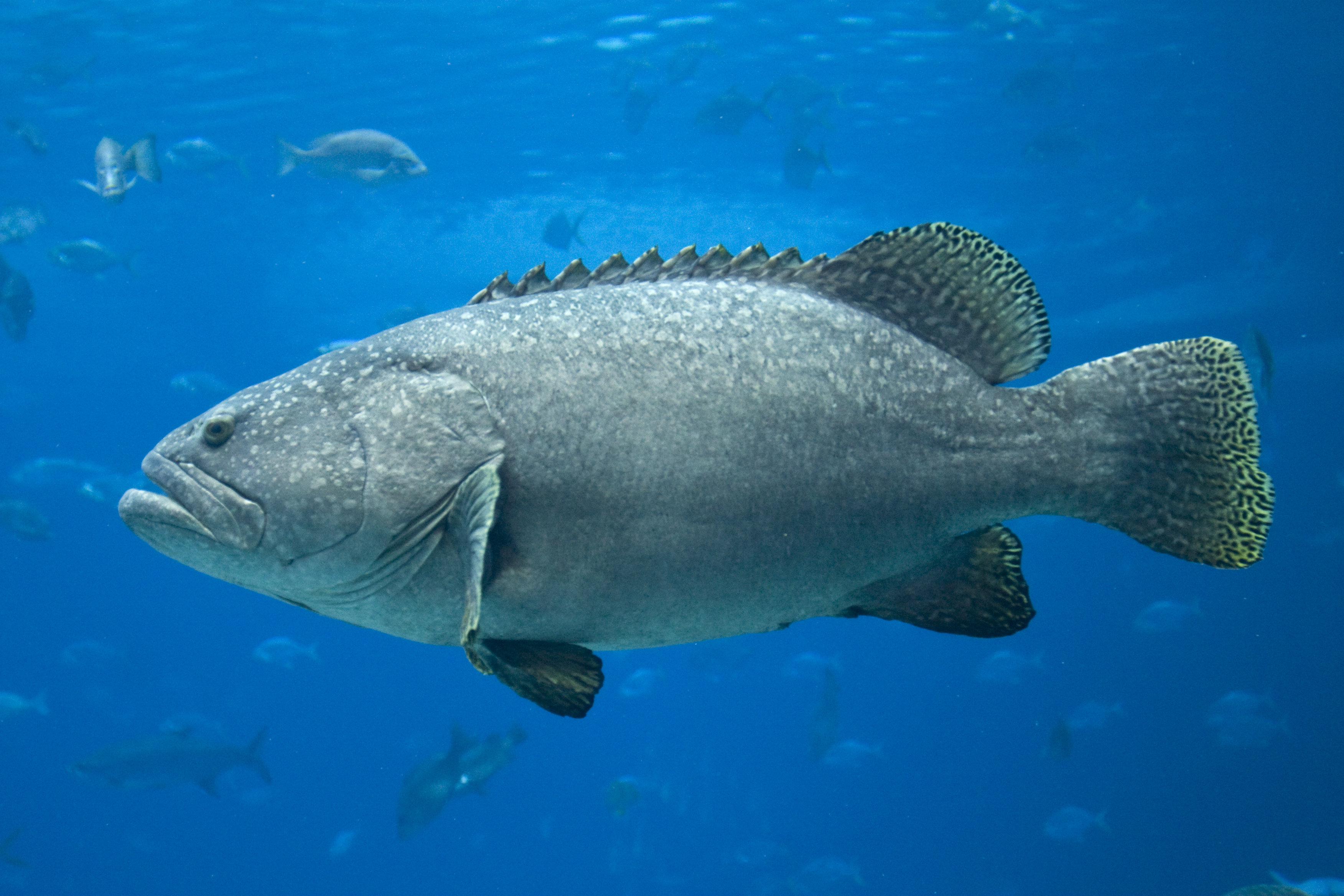 House of Hampton Giant grouper | Wayfair.co.uk