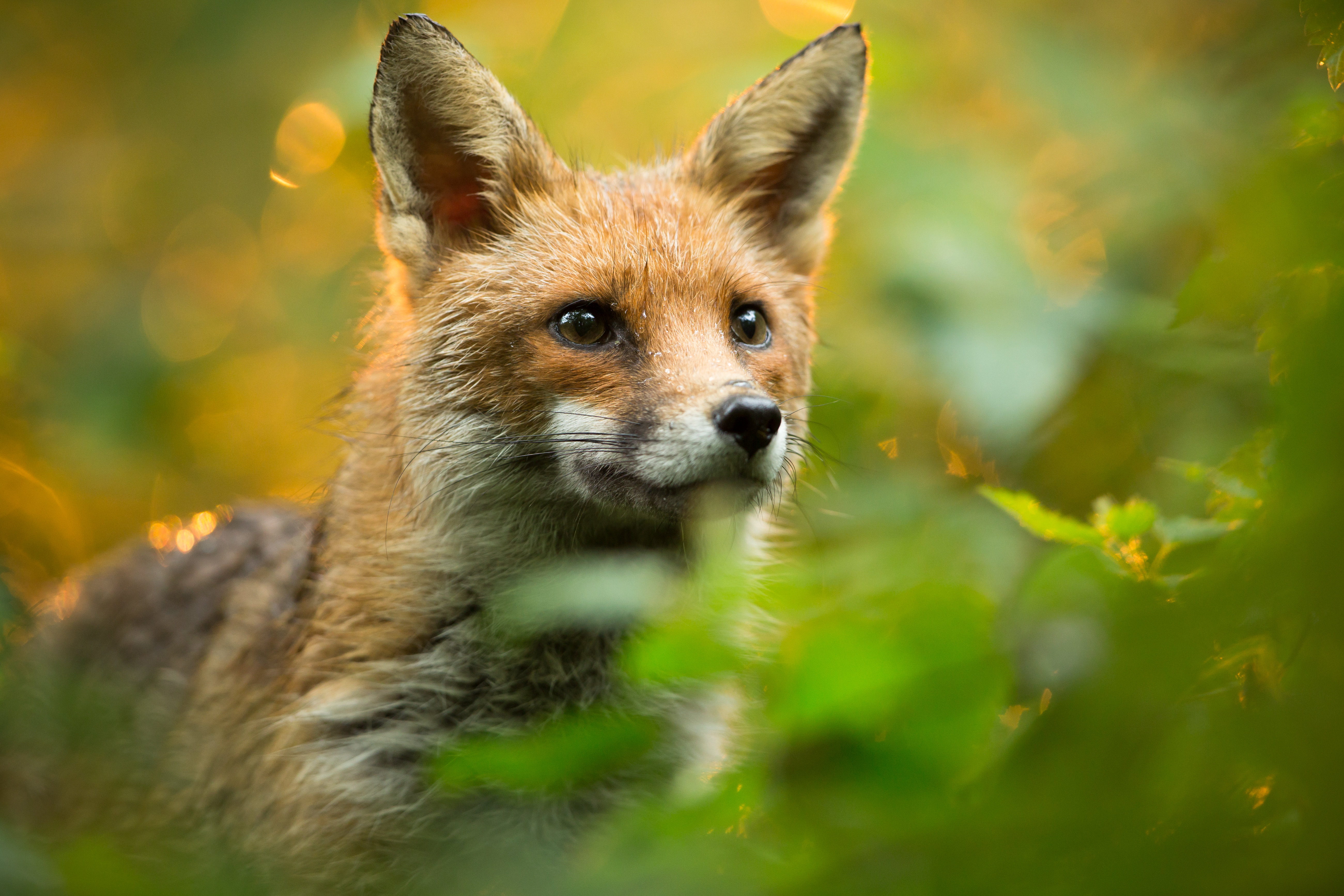 Lark Manor Red Fox by Damiankuzdak - Wayfair Canada