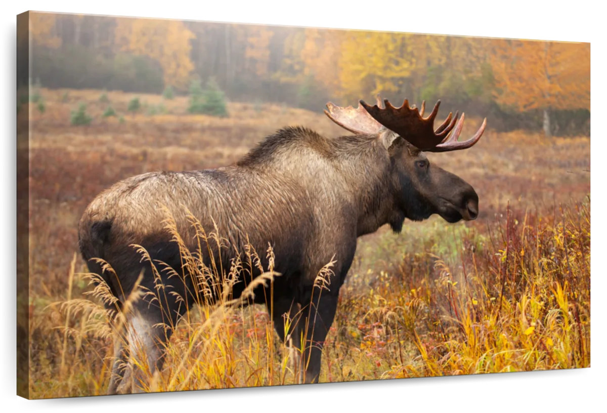 Elephant Stock Mighty Alaskan Moose | Wayfair