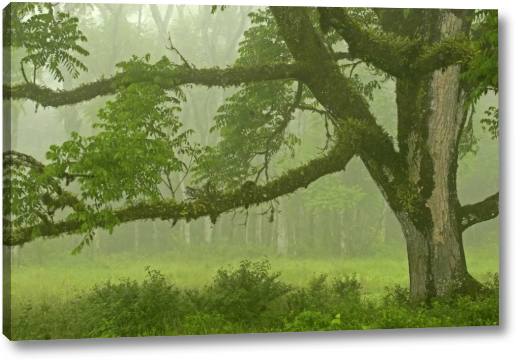 Ebern Designs Reproduction de photo sur toile tendue, "équateur, santa ...