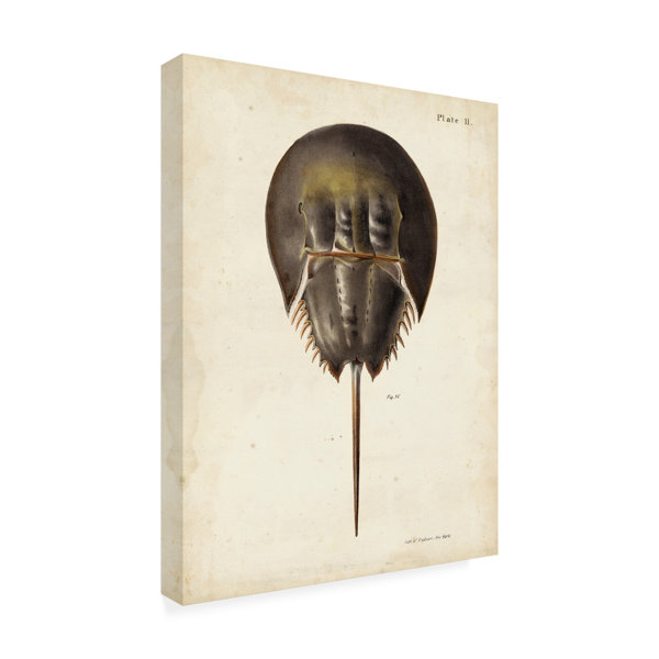 Trademark Art " Vintage Horseshoe Crab " by DeKay on Canvas - Wayfair ...