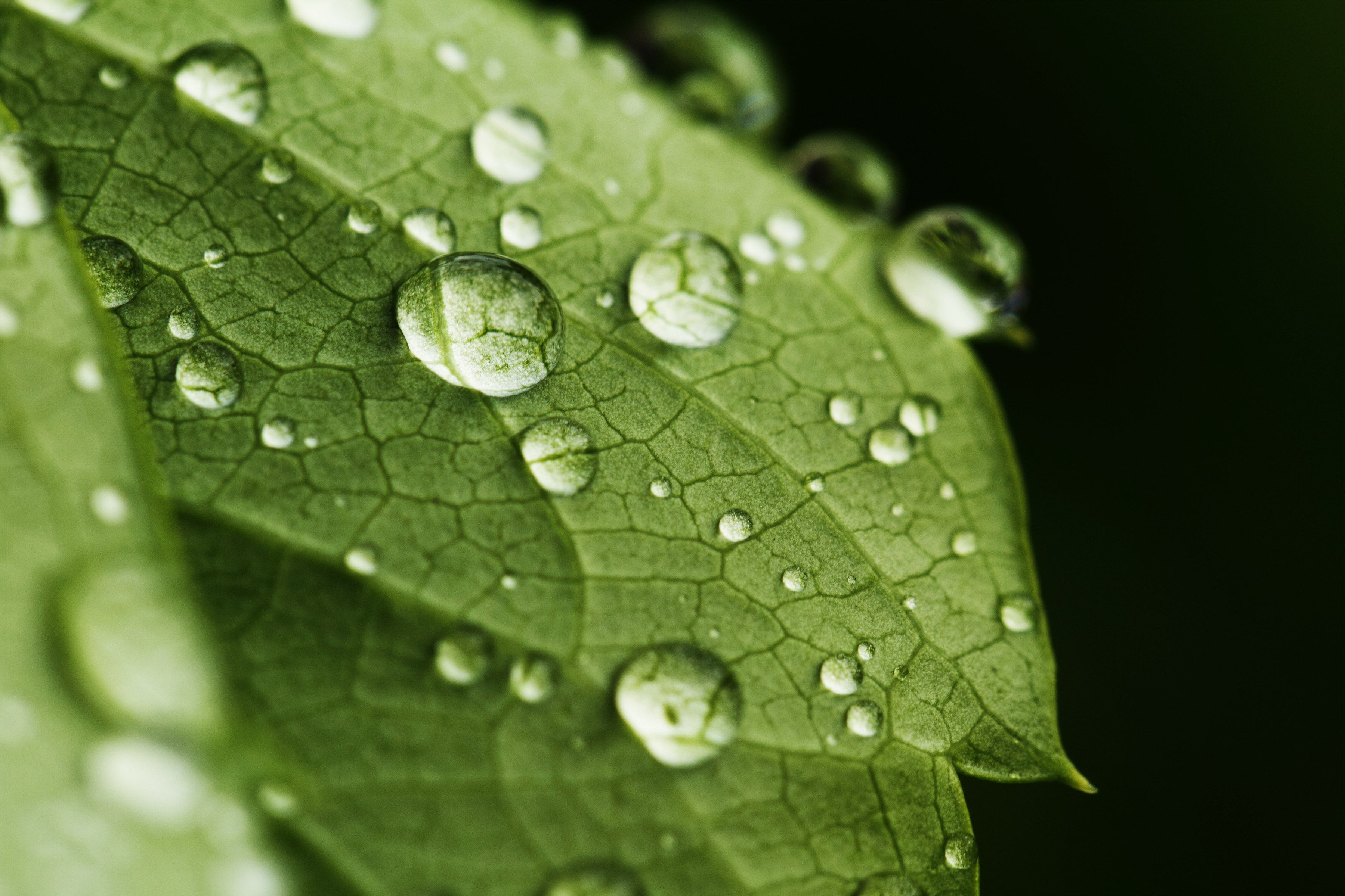 Ebern Designs Green Leaf - Wayfair Canada