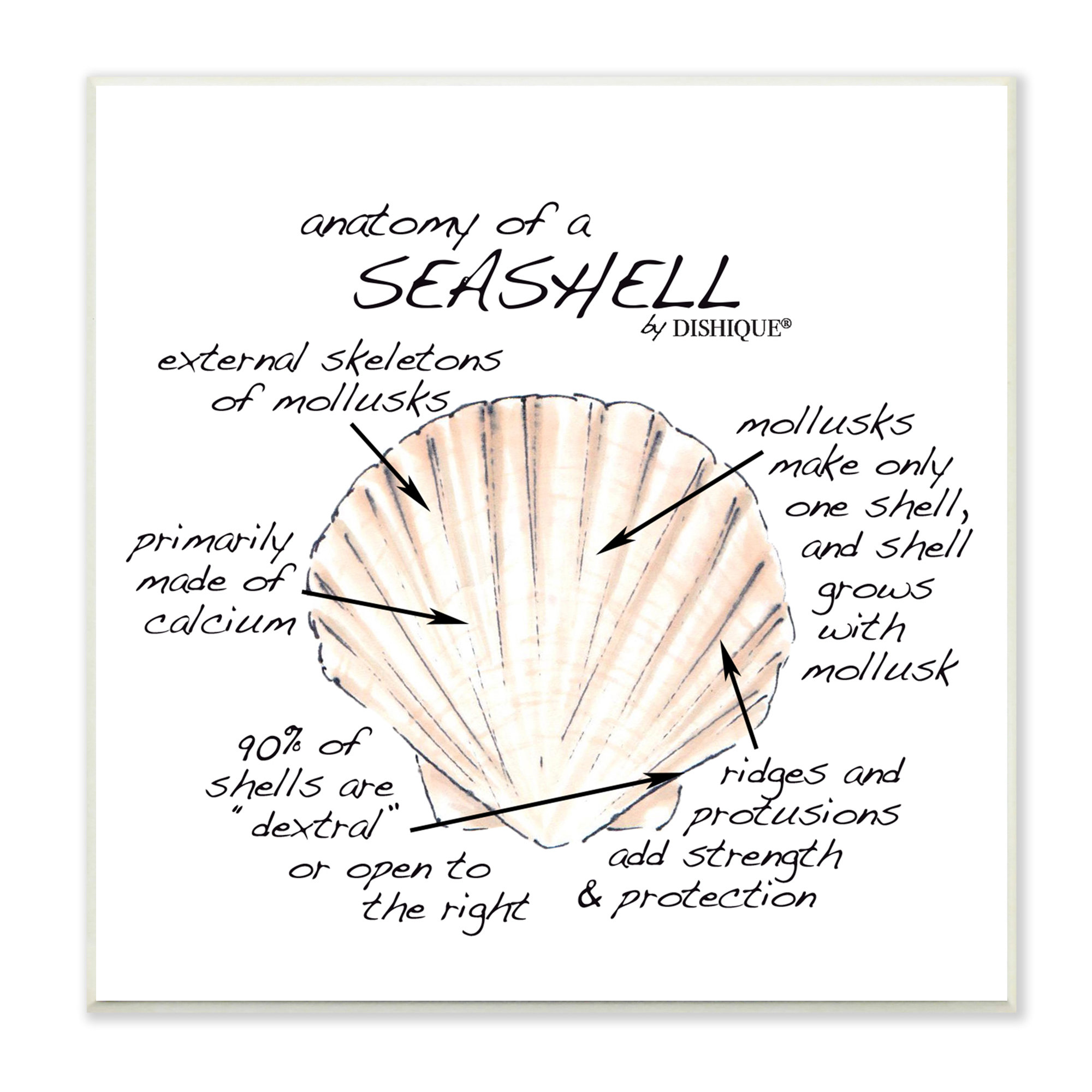 Stupell Industries Anatomy Of Seashell Educational Marine Life Facts ...