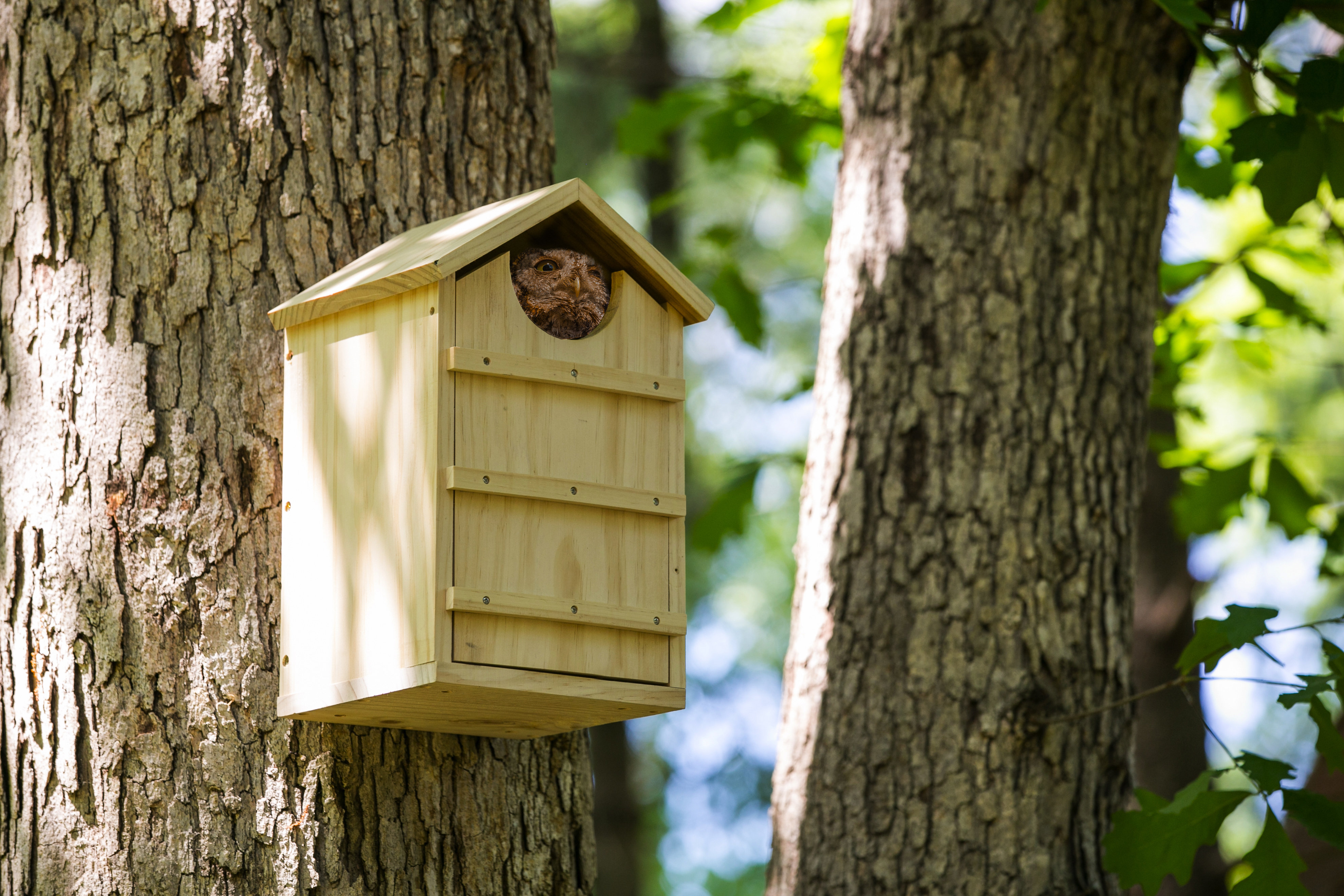 August Grove® Screech Owl Nesting Box 15 in x 10 in x 10 in Birdhouse ...