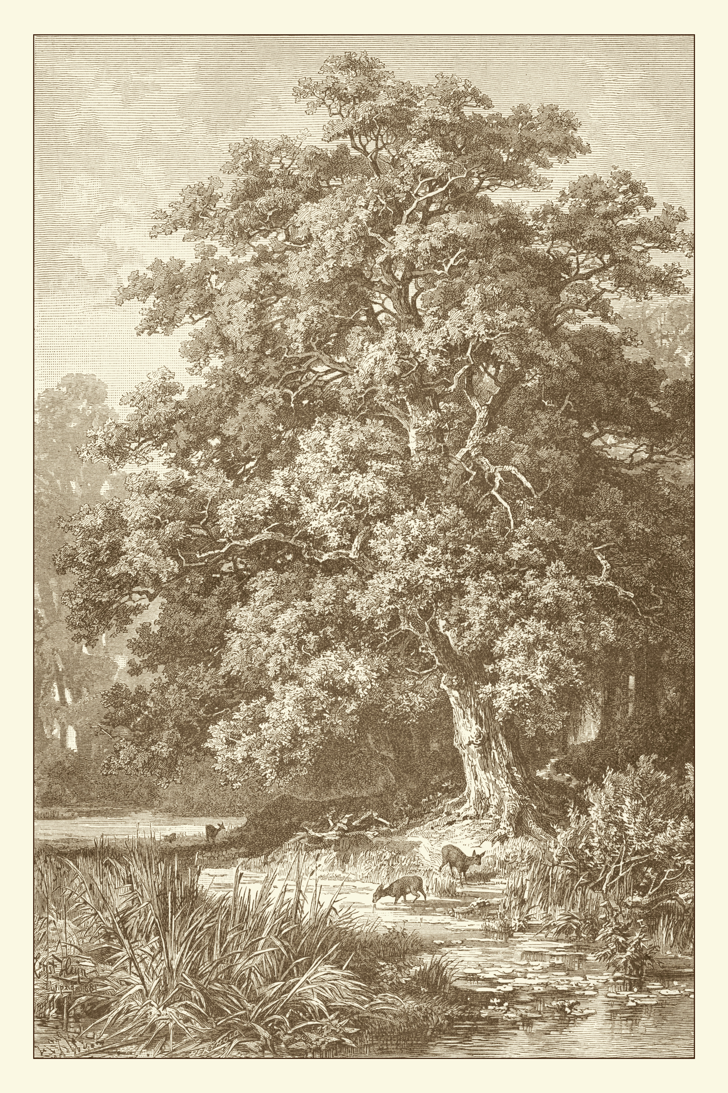 Alpen Home Sepia Oak Tree by Ernst Heyn - Wrapped Canvas Art Prints ...