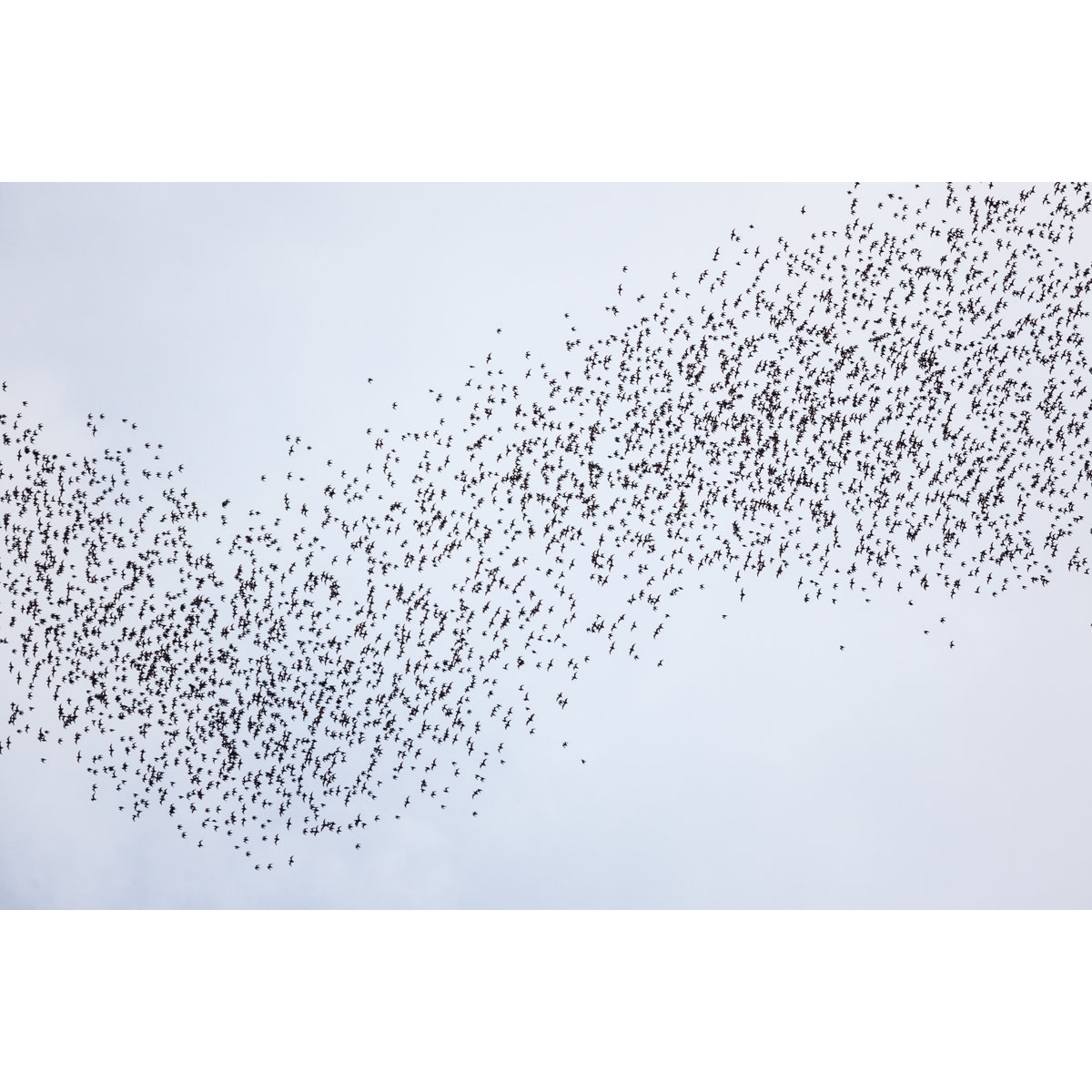 Ebern Designs Bats Flying - Wayfair Canada