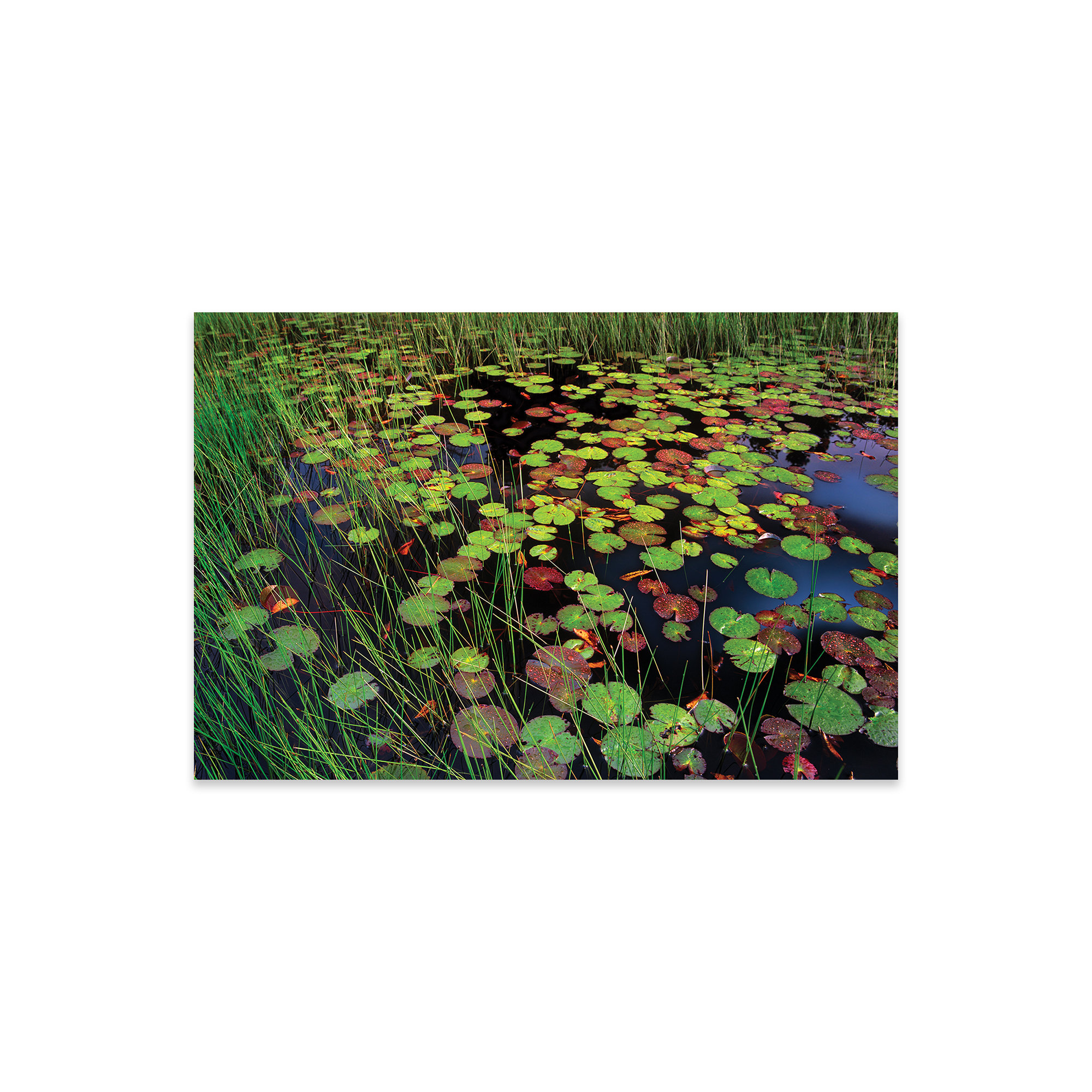 Ebern Designs Pond With Lily Pads And Grasses, Cape Cod, Massachusetts ...