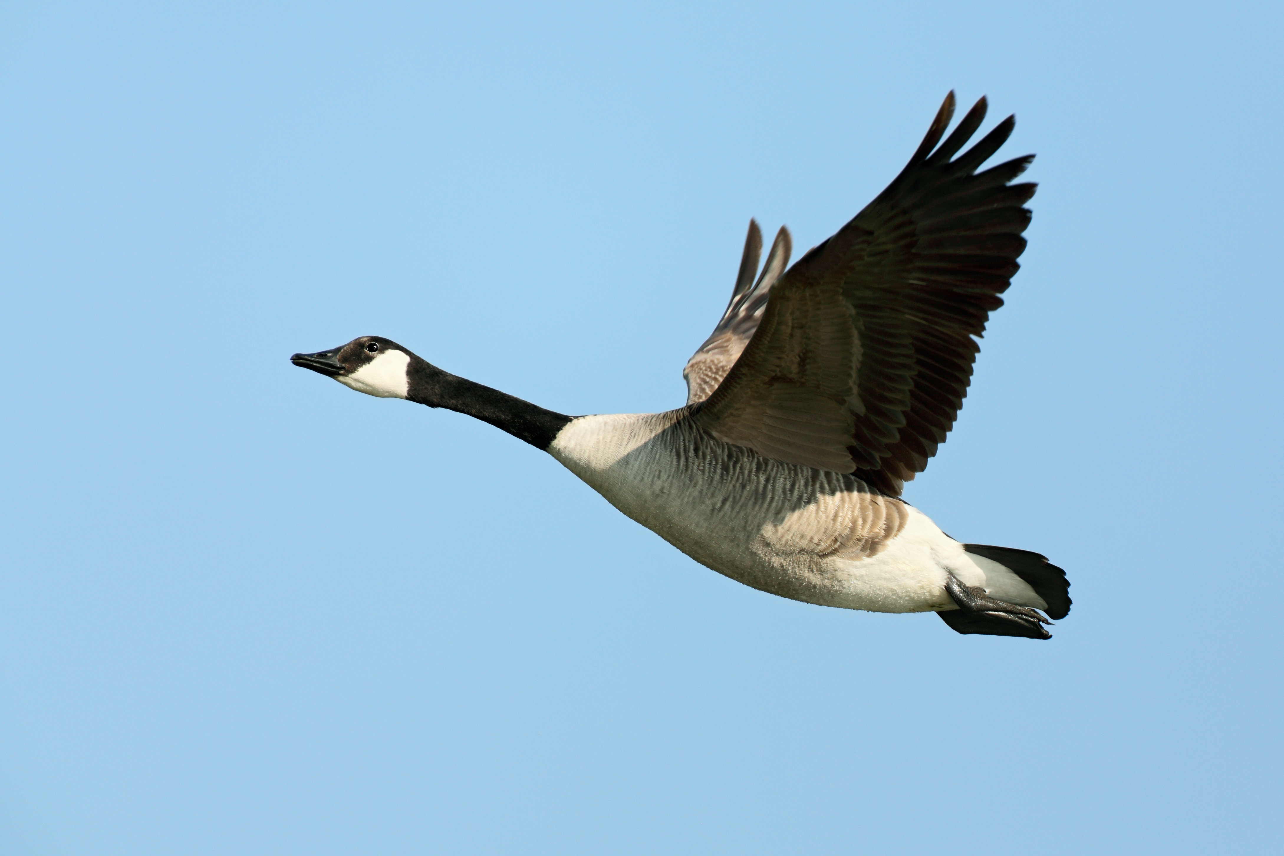 Latitude Run® Flying Canada Goose by Andyworks | Wayfair