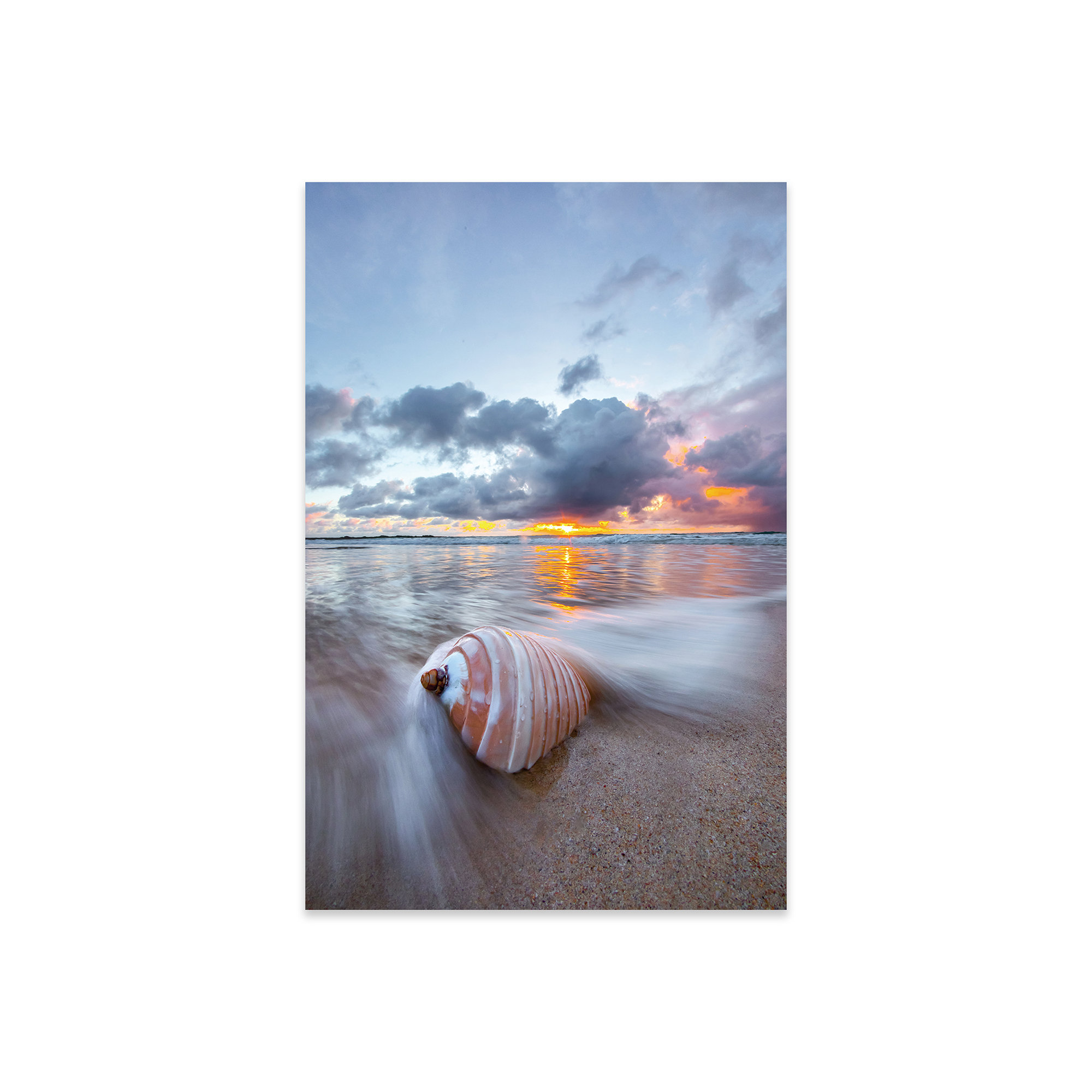 Highland Dunes Ribbed Shell Pastels On Plastic / Acrylic by Sean Davey ...