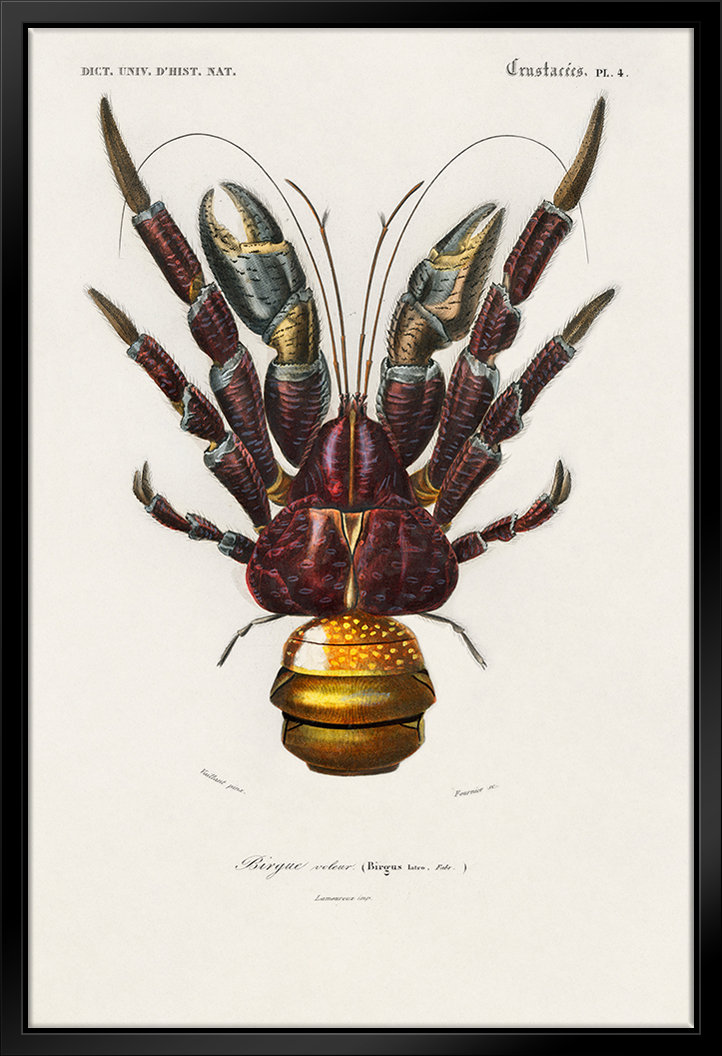 ATX Art Group LLC Coconut Crab by Stanley Print House - on - Wayfair Canada