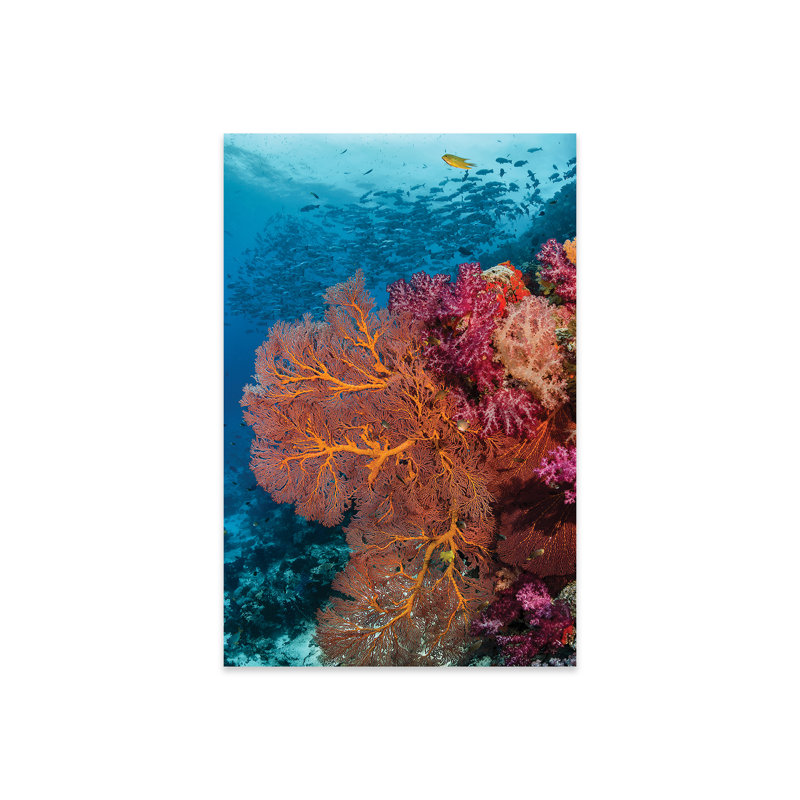 Dovecove Douthett Fiji. Fish And Coral Reef by Jaynes Gallery | Wayfair