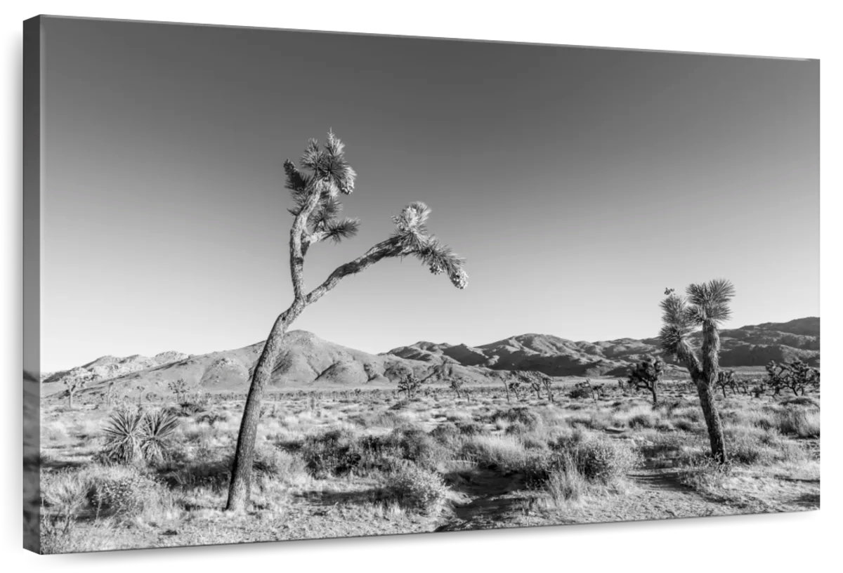 Elephant Stock Joshua Tree National Park Monochrome | Wayfair