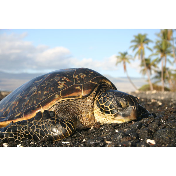 Bay Isle Home Sea Turtle - Wrapped Canvas Photograph | Wayfair.co.uk