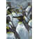 Rosalind Wheeler Colony Of Penguins II by Jennifer Rutledge - Wrapped ...
