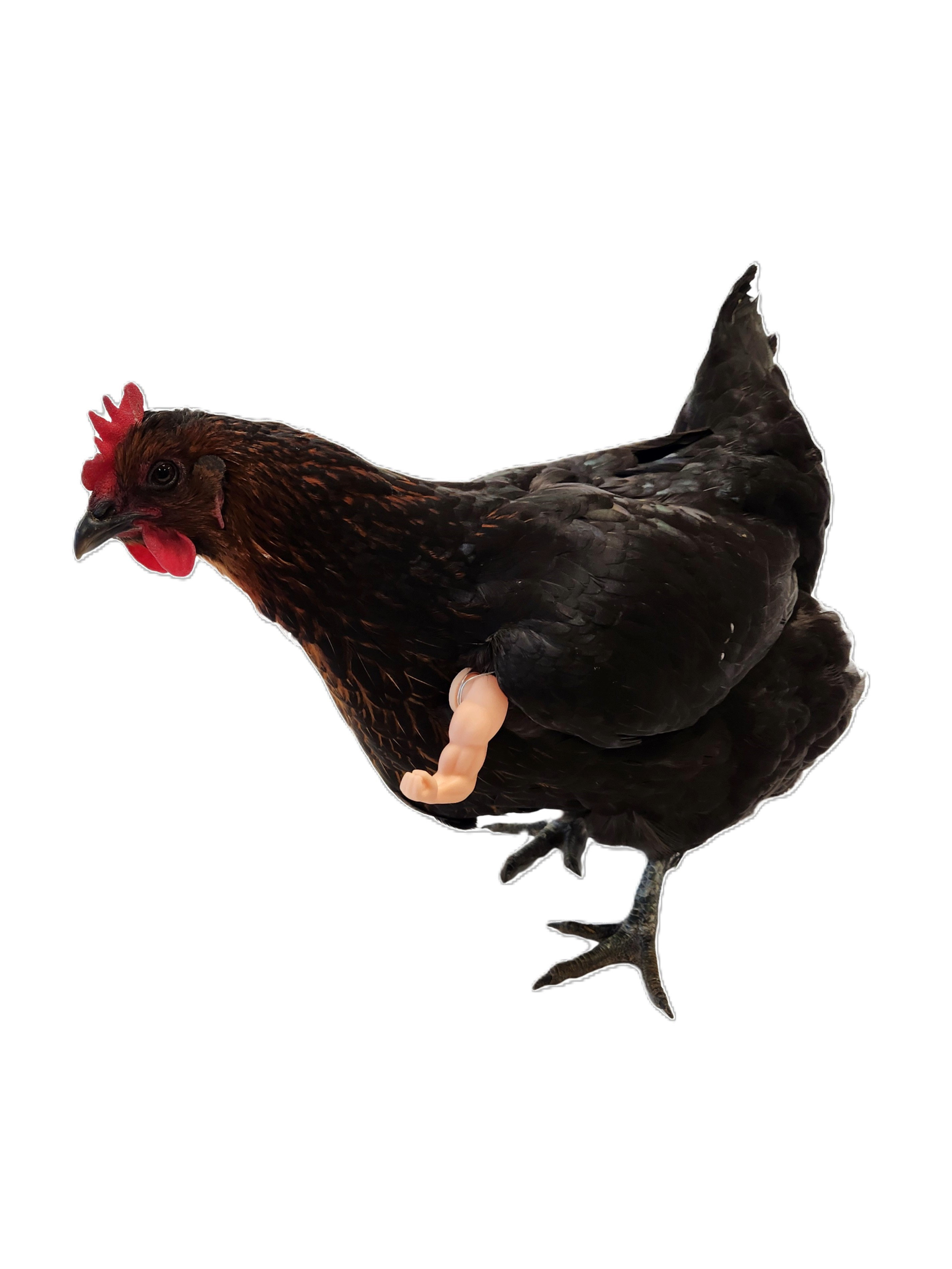 Ophelia & Co. Chicken Arms Thumbs Up | Wayfair