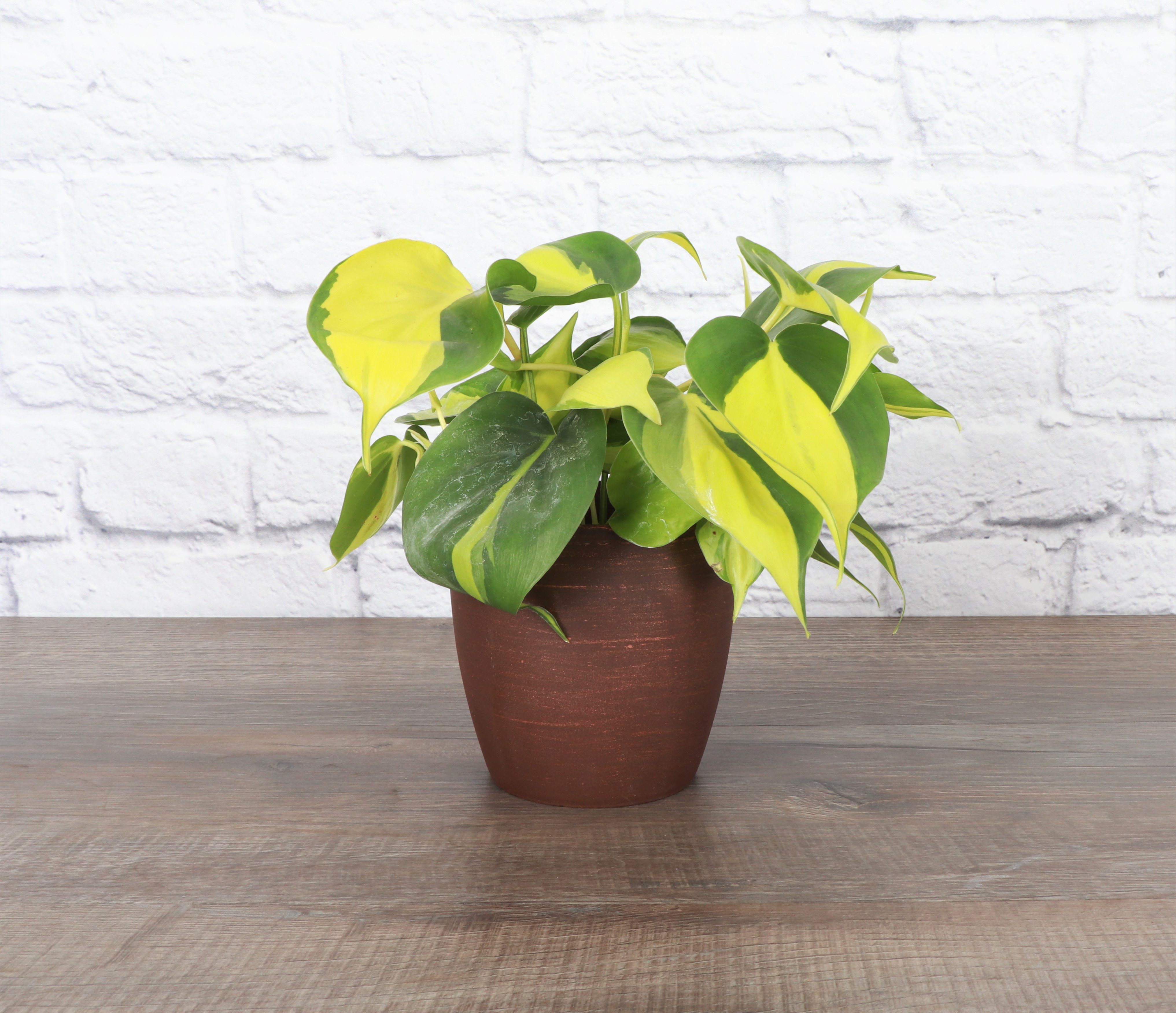 Thorsen's Greenhouse Live Brazil Philodendron Plant in Classic Pot ...